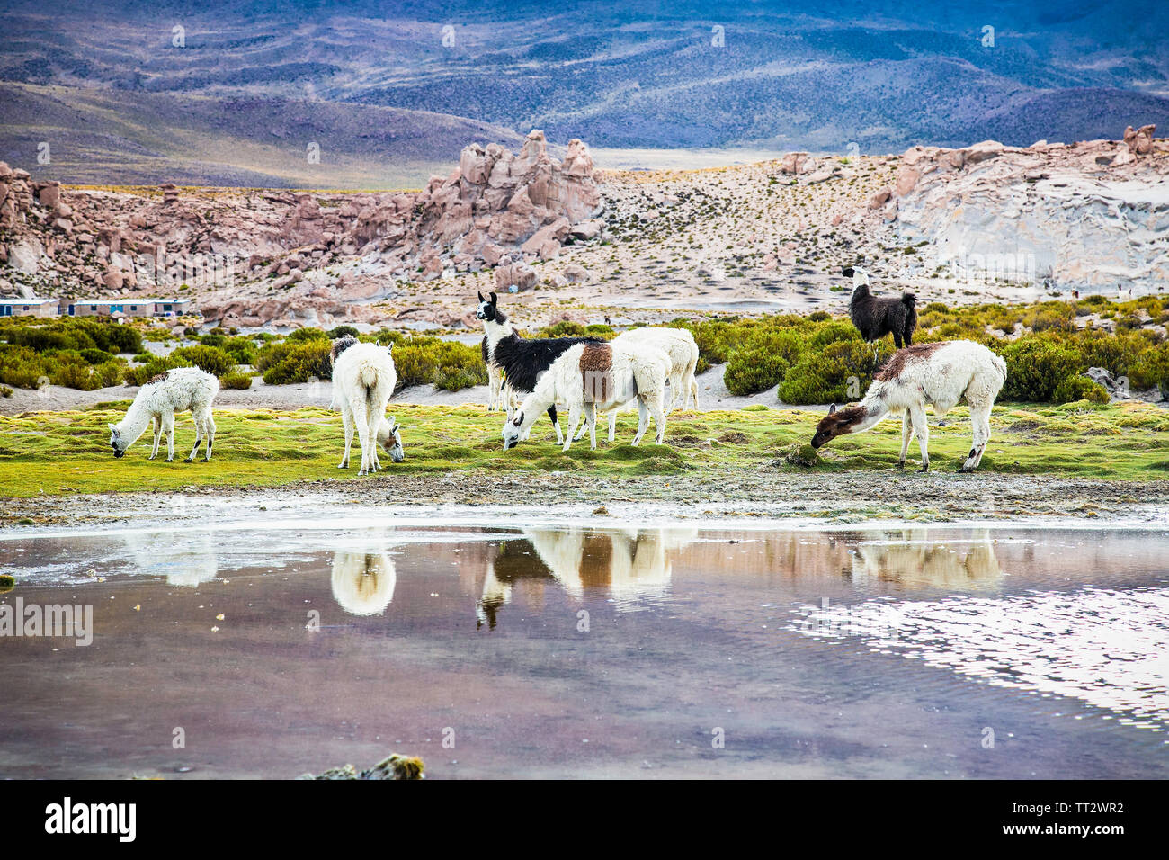 Eduardo avaroa national park hi-res stock photography and images - Alamy