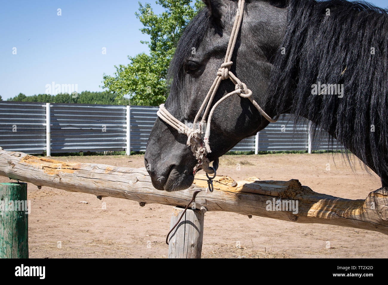 trained horse with bridle, farm background Stock Photo - Alamy