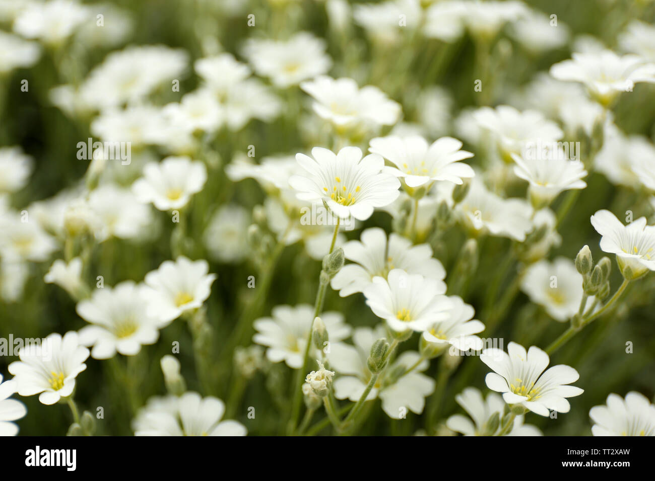 Beautiful spring flowers in garden Stock Photo - Alamy