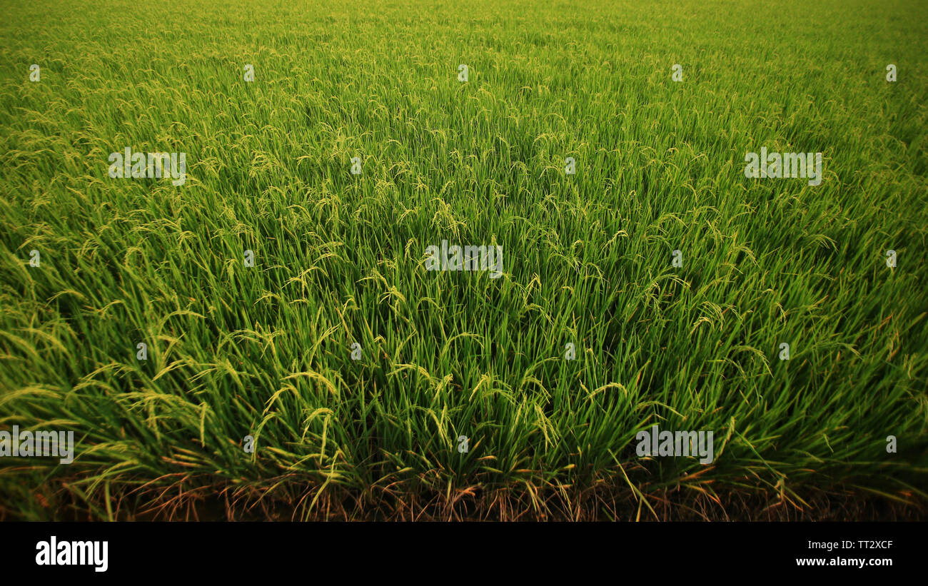 full grown rice. rice field close-up. dirt road path for controlling ...