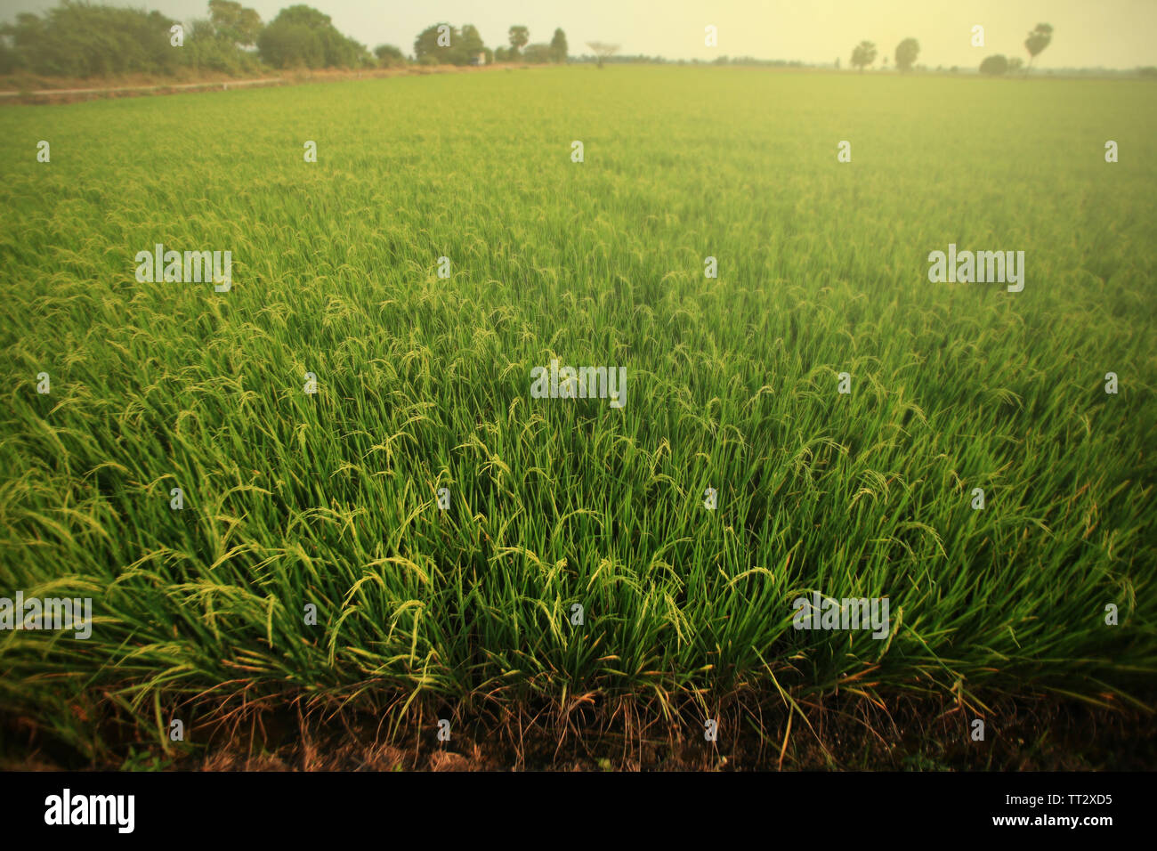 full grown rice. rice field close-up. dirt road path for controlling ...
