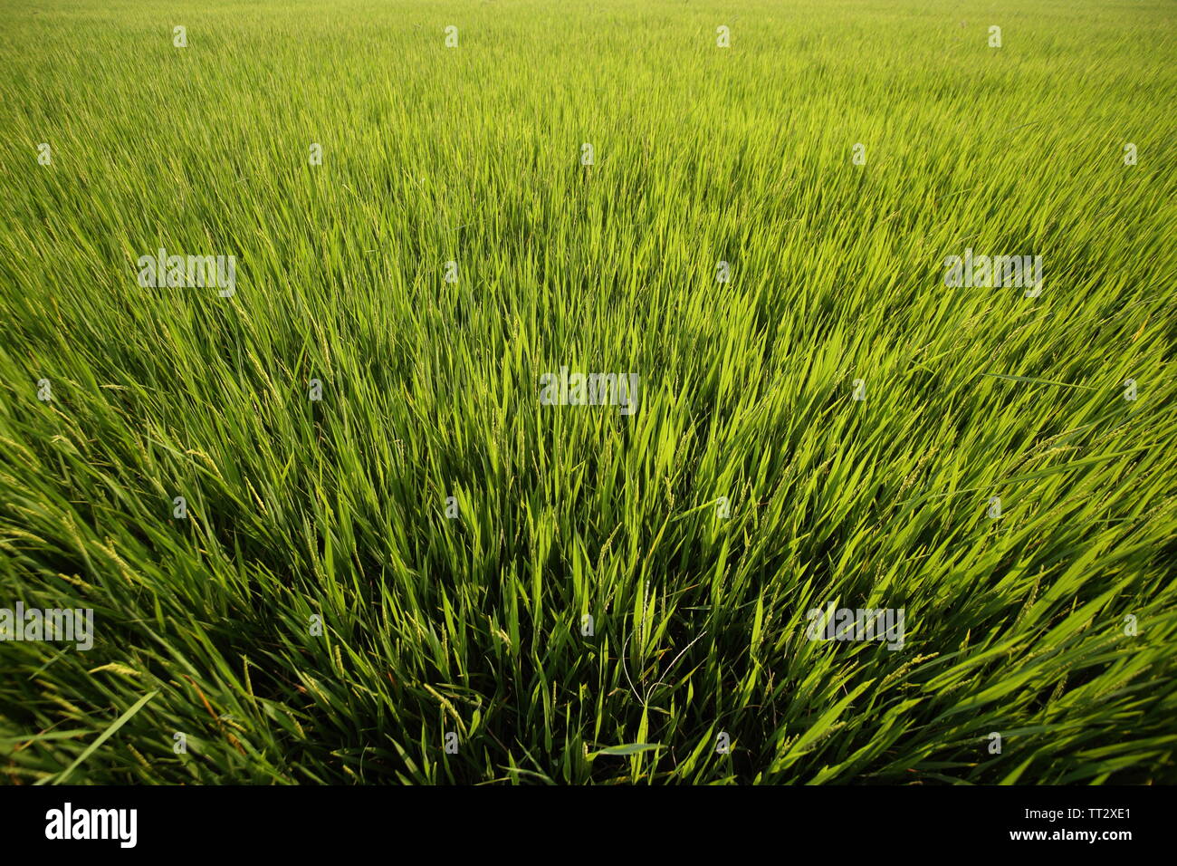 Full of rice hi-res stock photography and images - Alamy