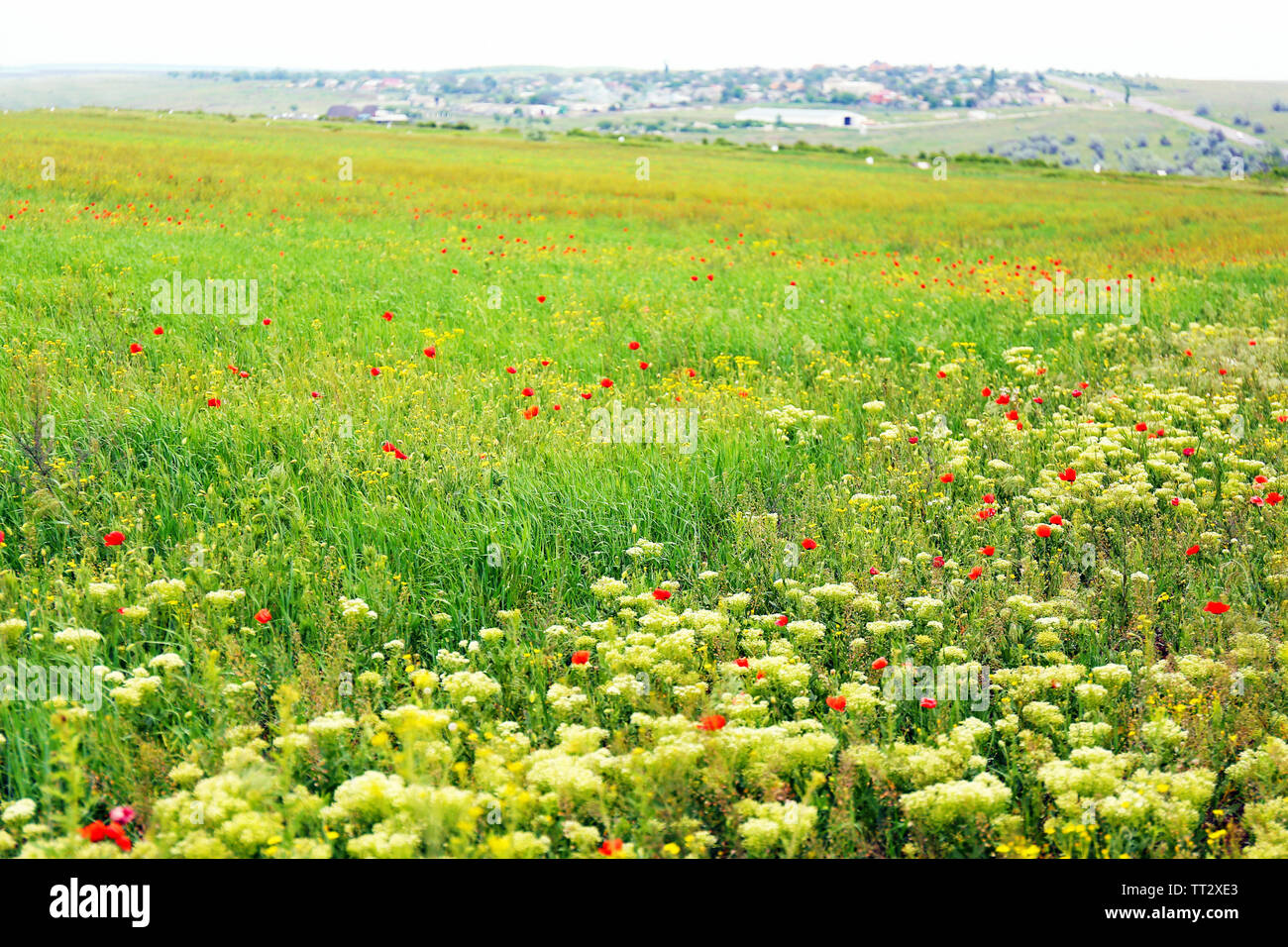 Beautiful wild flowers in field Stock Photo - Alamy