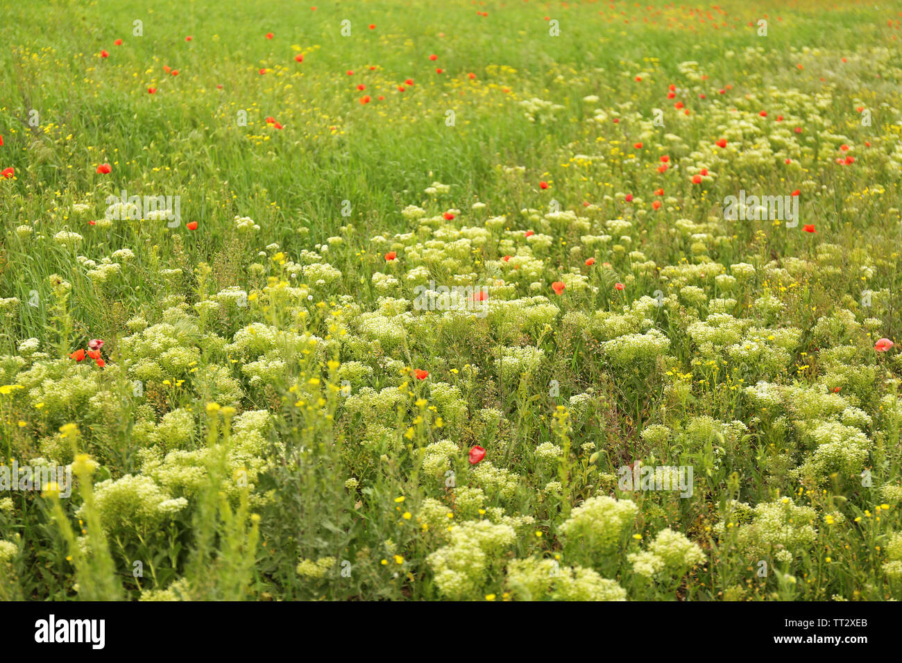 Beautiful wild flowers in field Stock Photo - Alamy