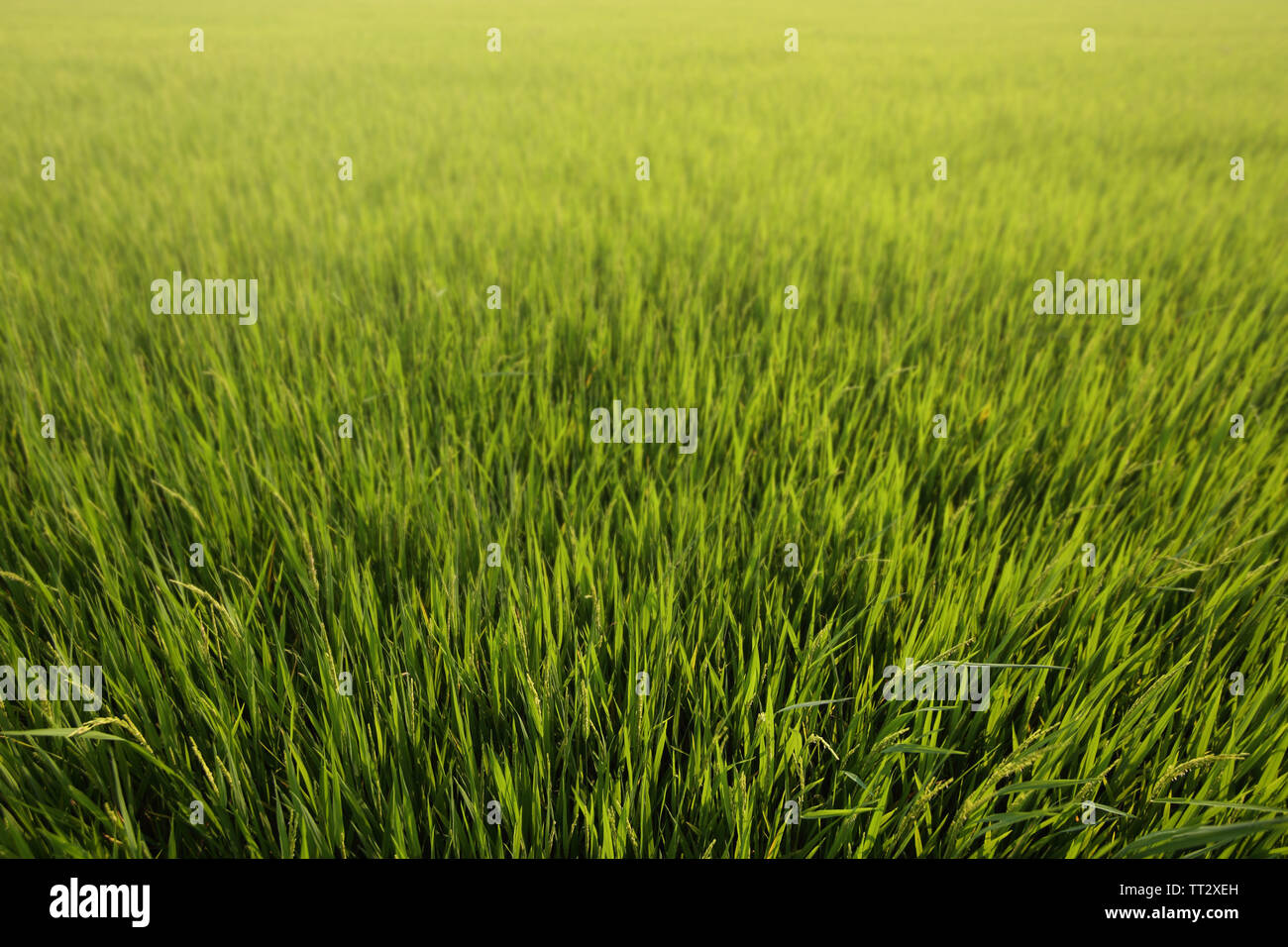 full grown rice. rice field close-up. dirt road path for controlling ...