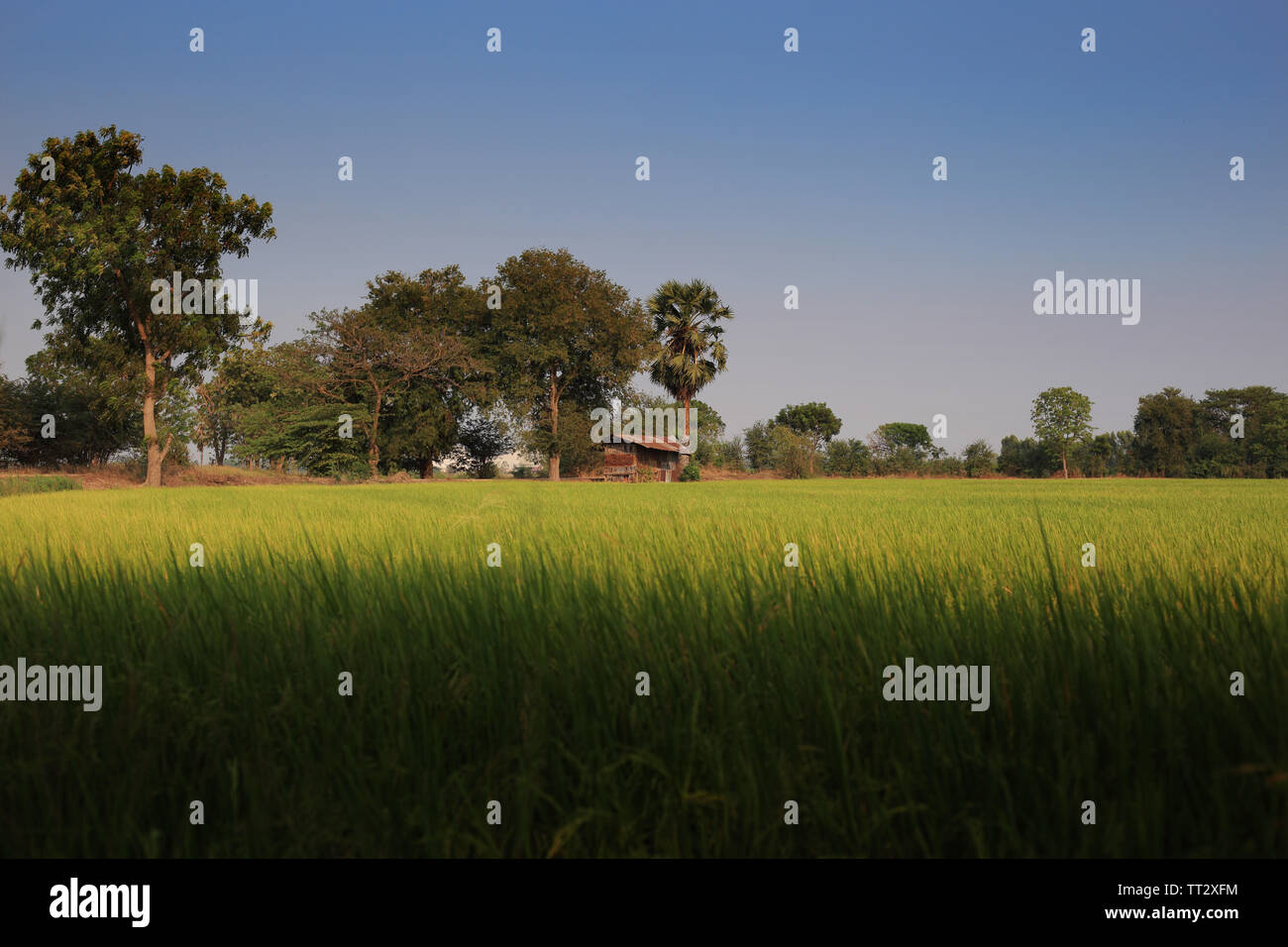 Rice plant ecology hi-res stock photography and images - Alamy