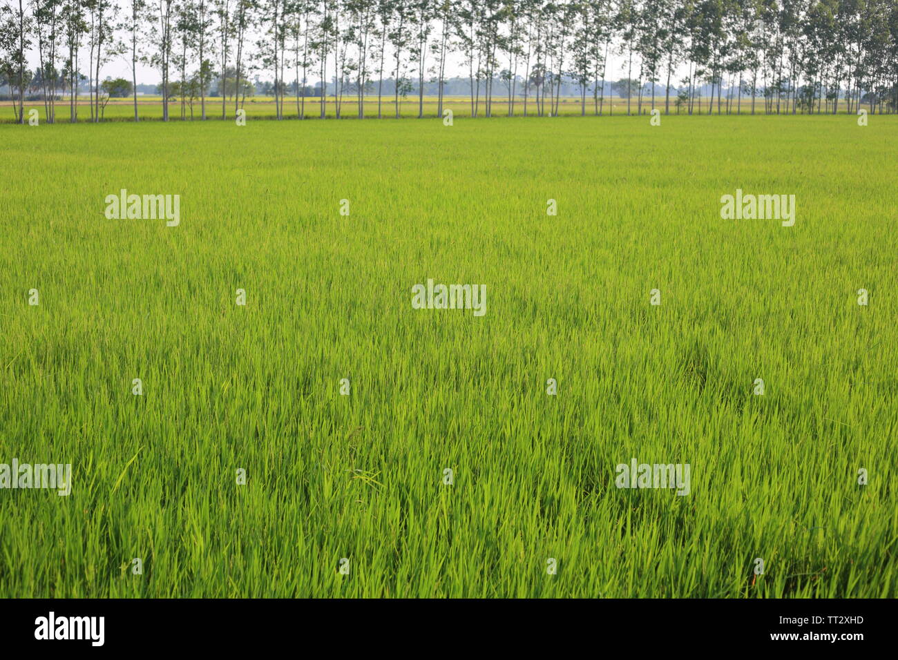 green field of rice paddy. Agricultural activities in tropical Asian ...