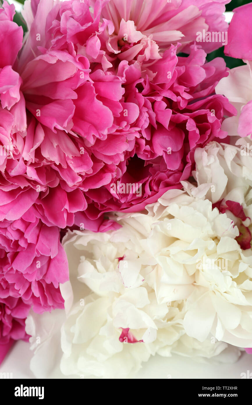 Peonies many close up hi-res stock photography and images - Alamy