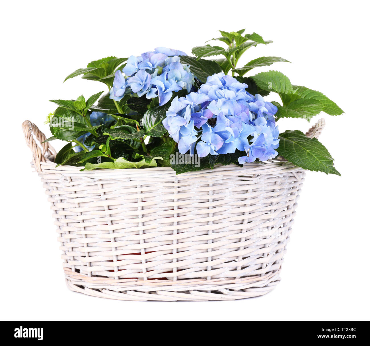 Hydrangea in basket isolated on white Stock Photo - Alamy