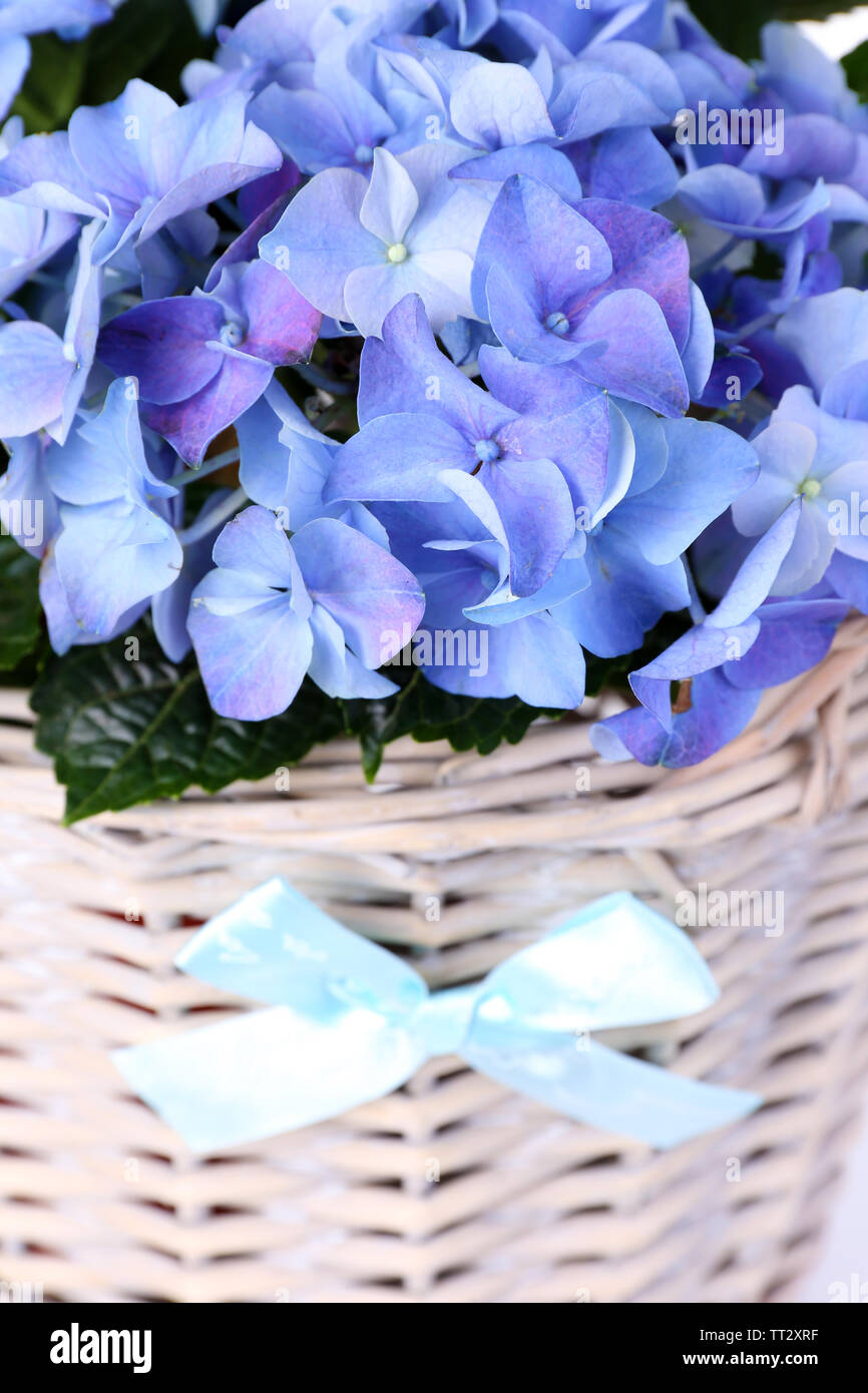 Hydrangea in basket close-up Stock Photo - Alamy