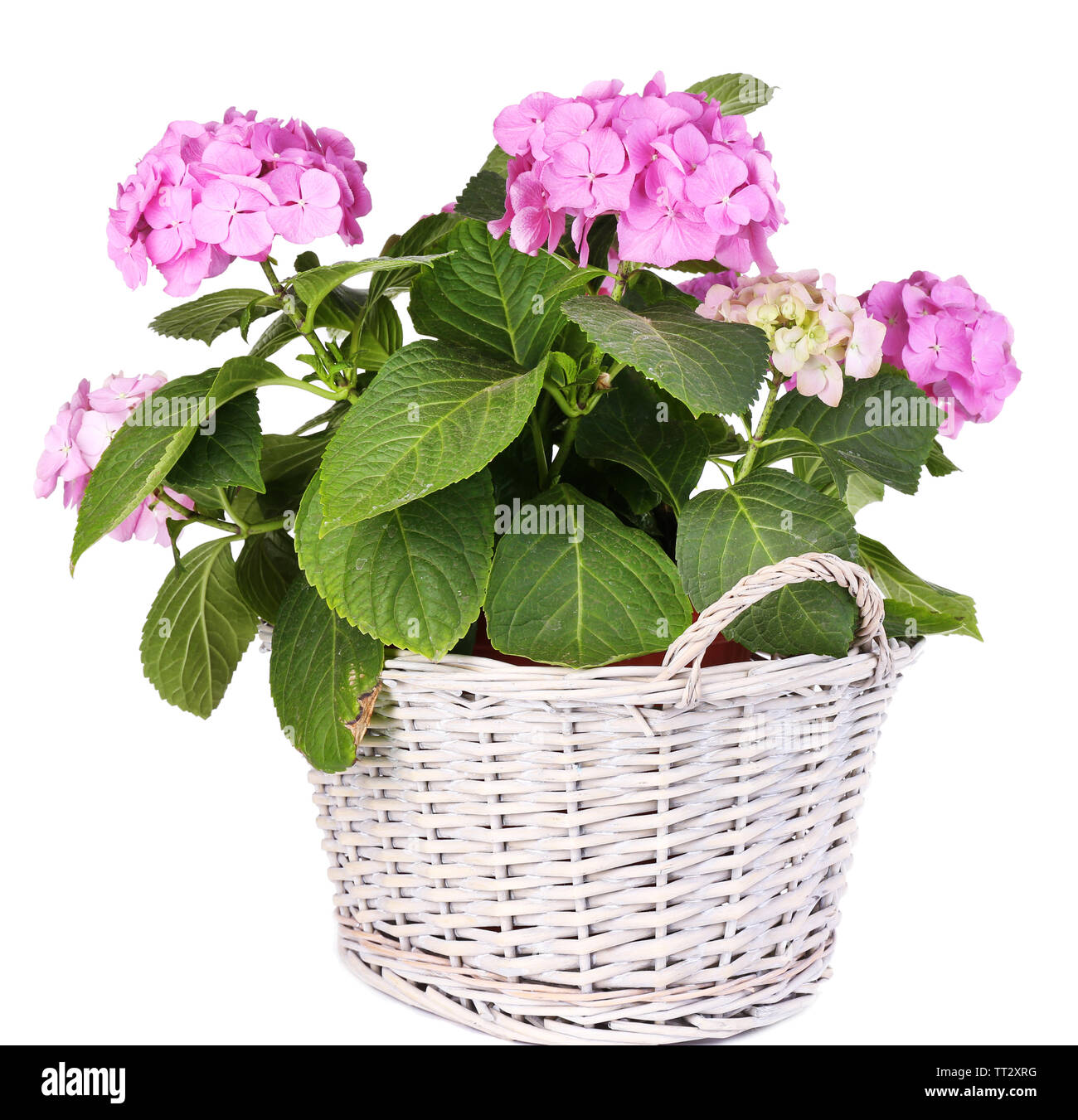 Hydrangea in basket isolated on white Stock Photo - Alamy