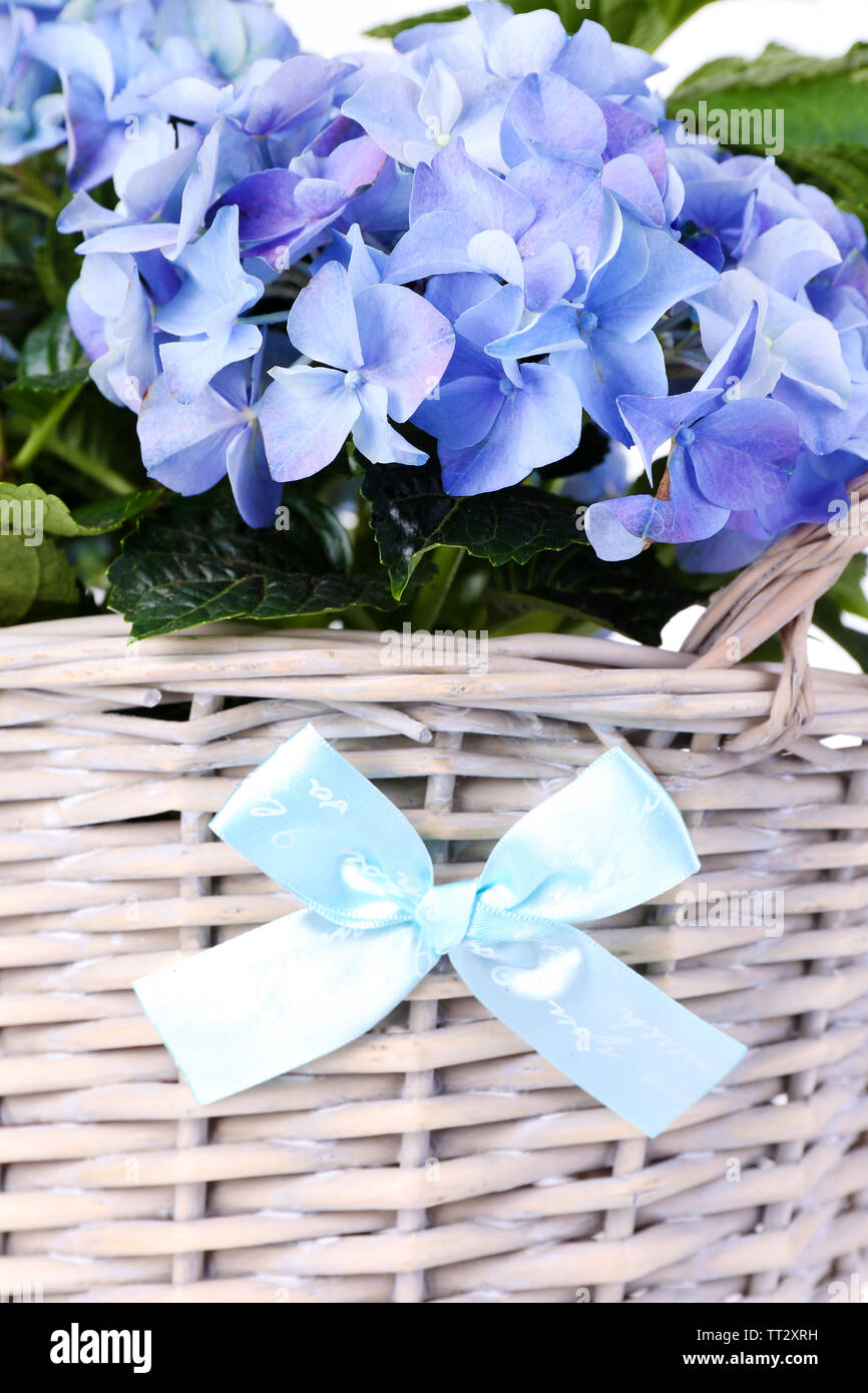 Hydrangea in basket close-up Stock Photo - Alamy