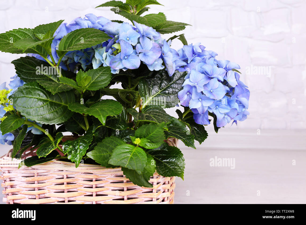 Hydrangea in basket on grey background Stock Photo - Alamy