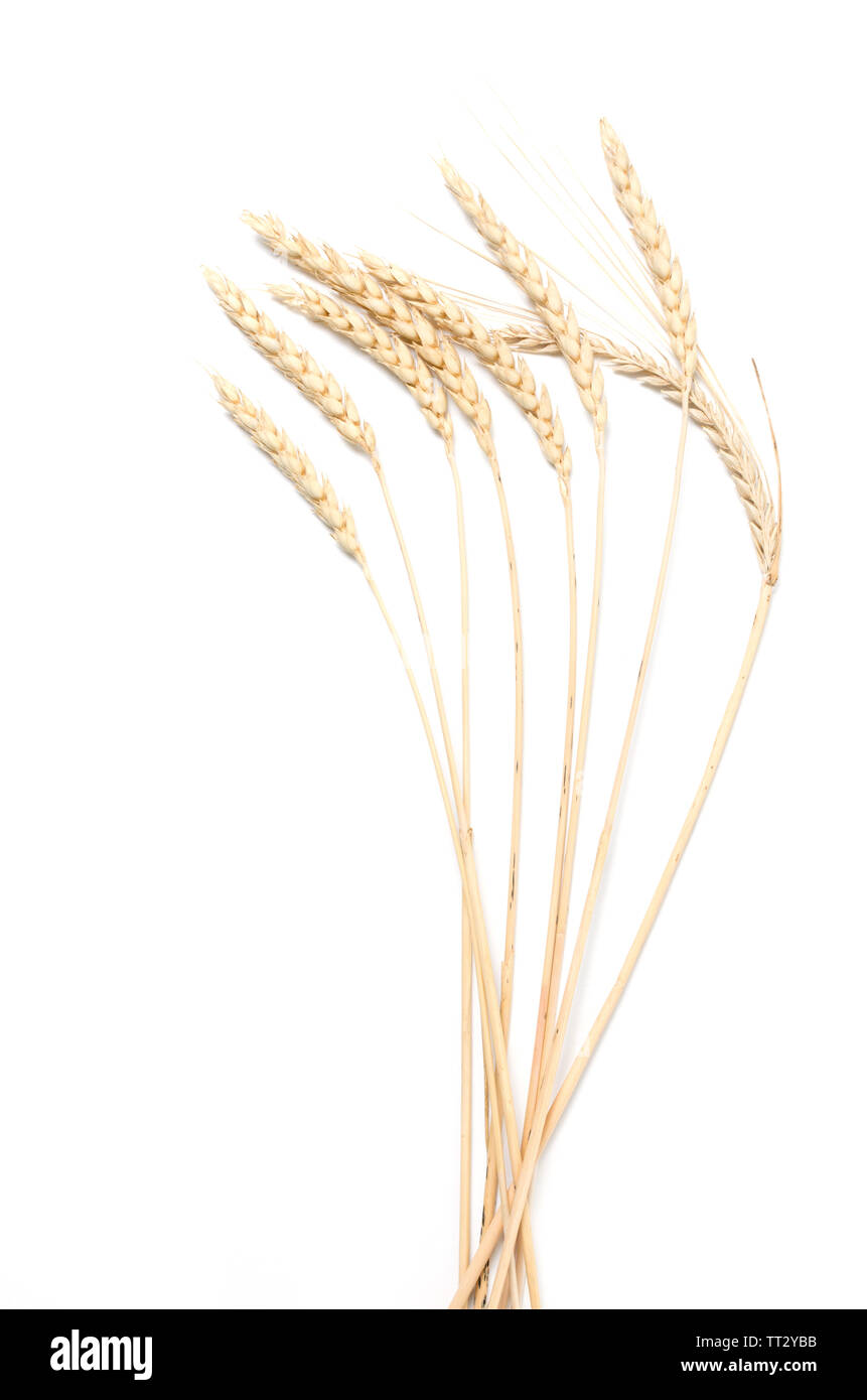 Sprig of wheat Cut Out Stock Images & Pictures - Alamy