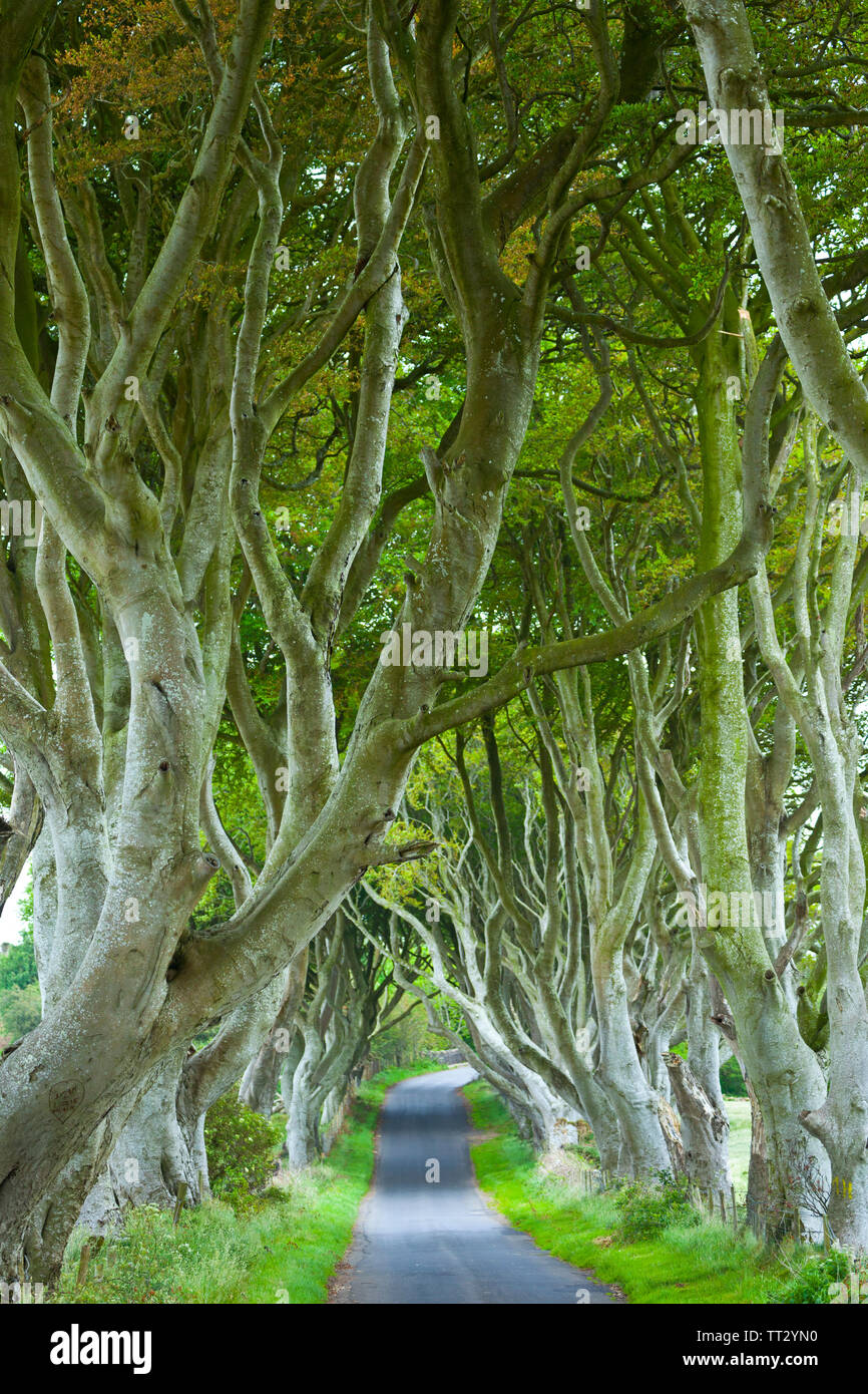 The Dark Hedges. Ballymoney Countryside. Antrim County, Northern ...