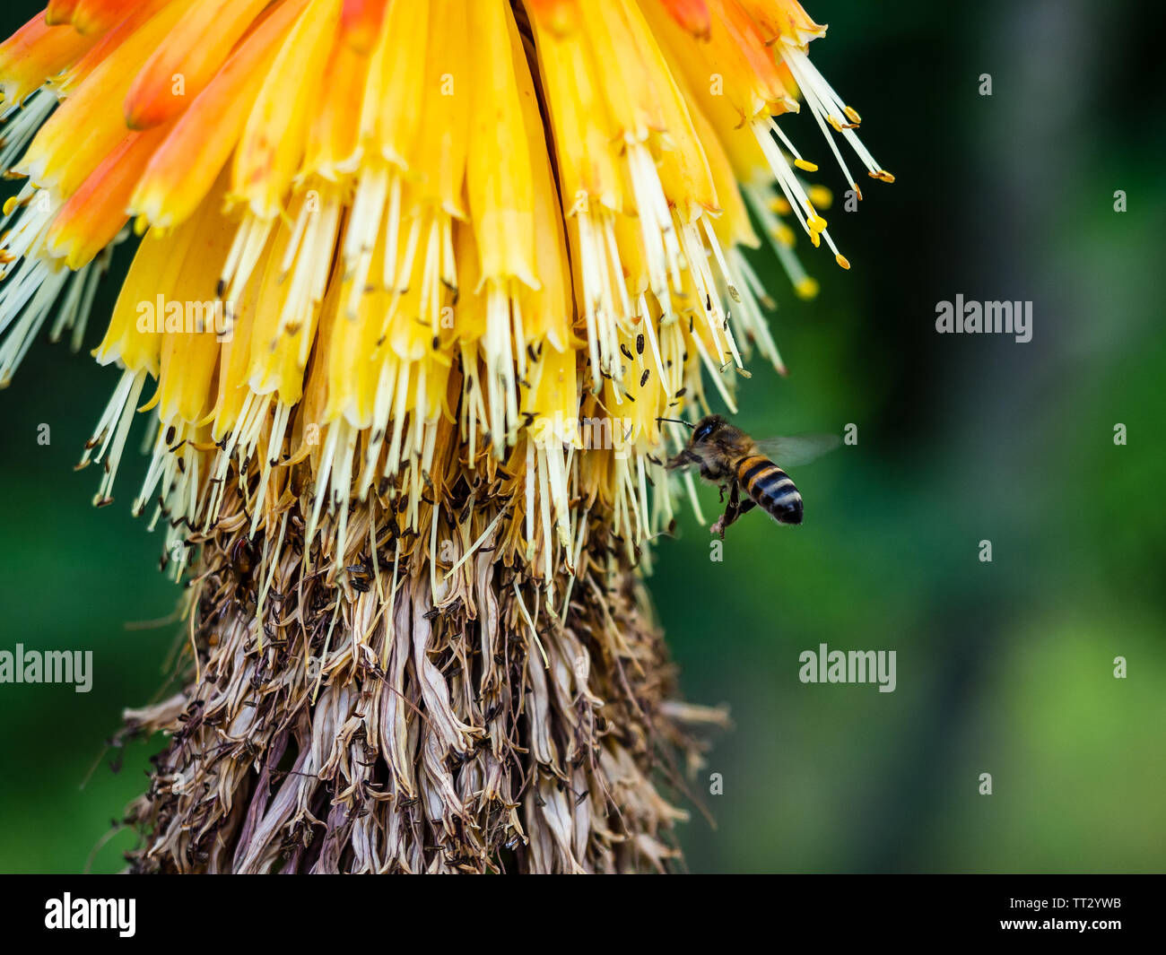 Durban botanic gardens south africa hi-res stock photography and images ...