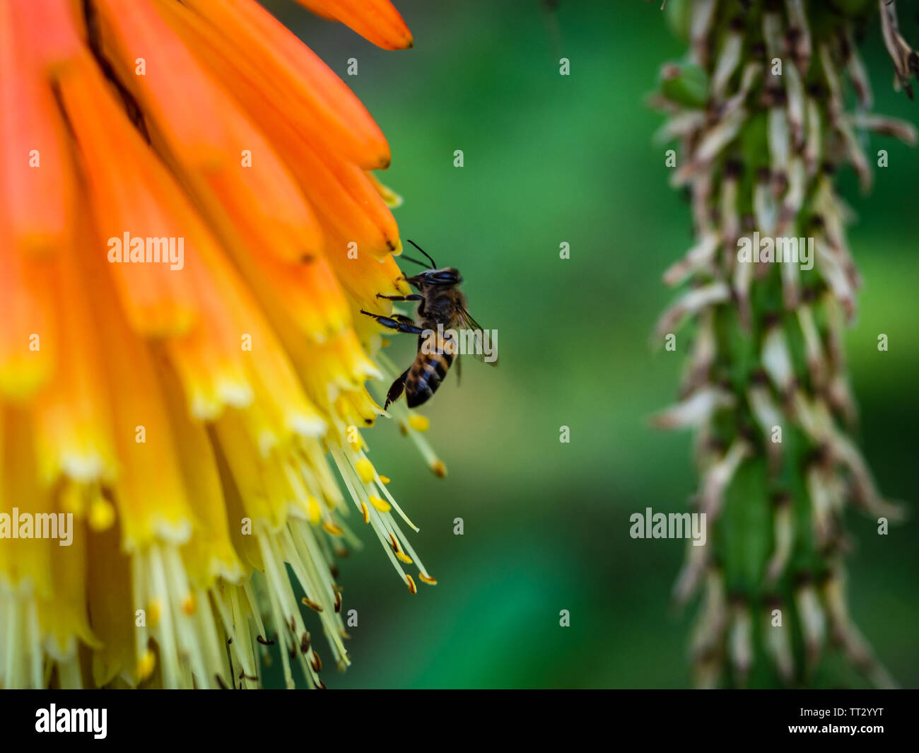 Durban, Nature, Sunrise, Sunset Stock Photo - Alamy