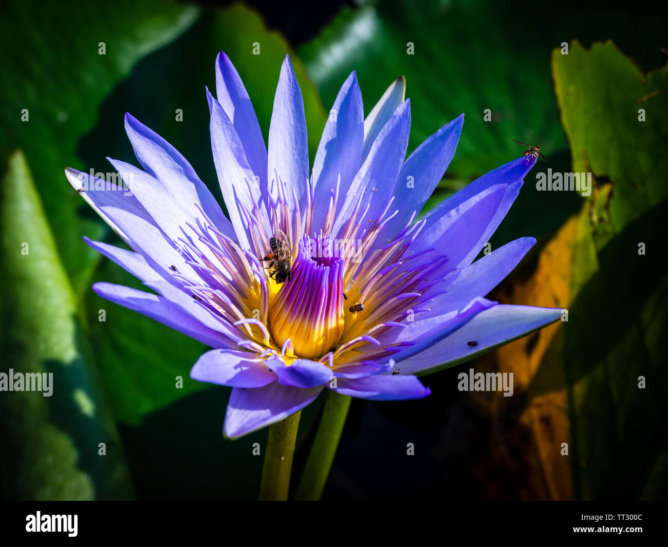 Durban botanic gardens south africa hi-res stock photography and images ...