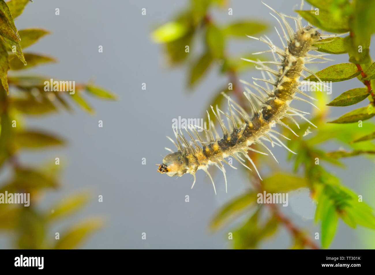 Crane fly larvae hi-res stock photography and images - Alamy