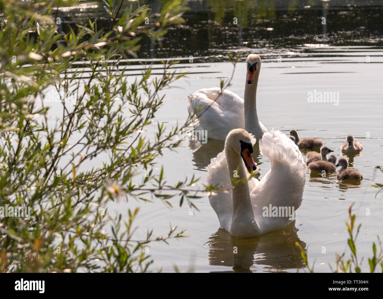Beauty birds family hi-res stock photography and images - Alamy