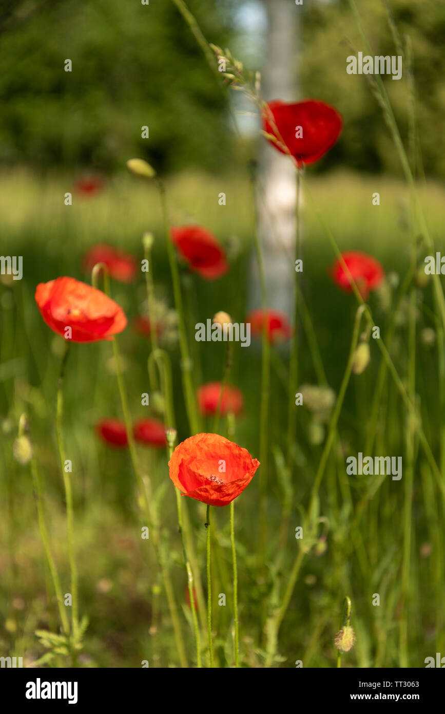 Poppies poppy background hi-res stock photography and images - Alamy