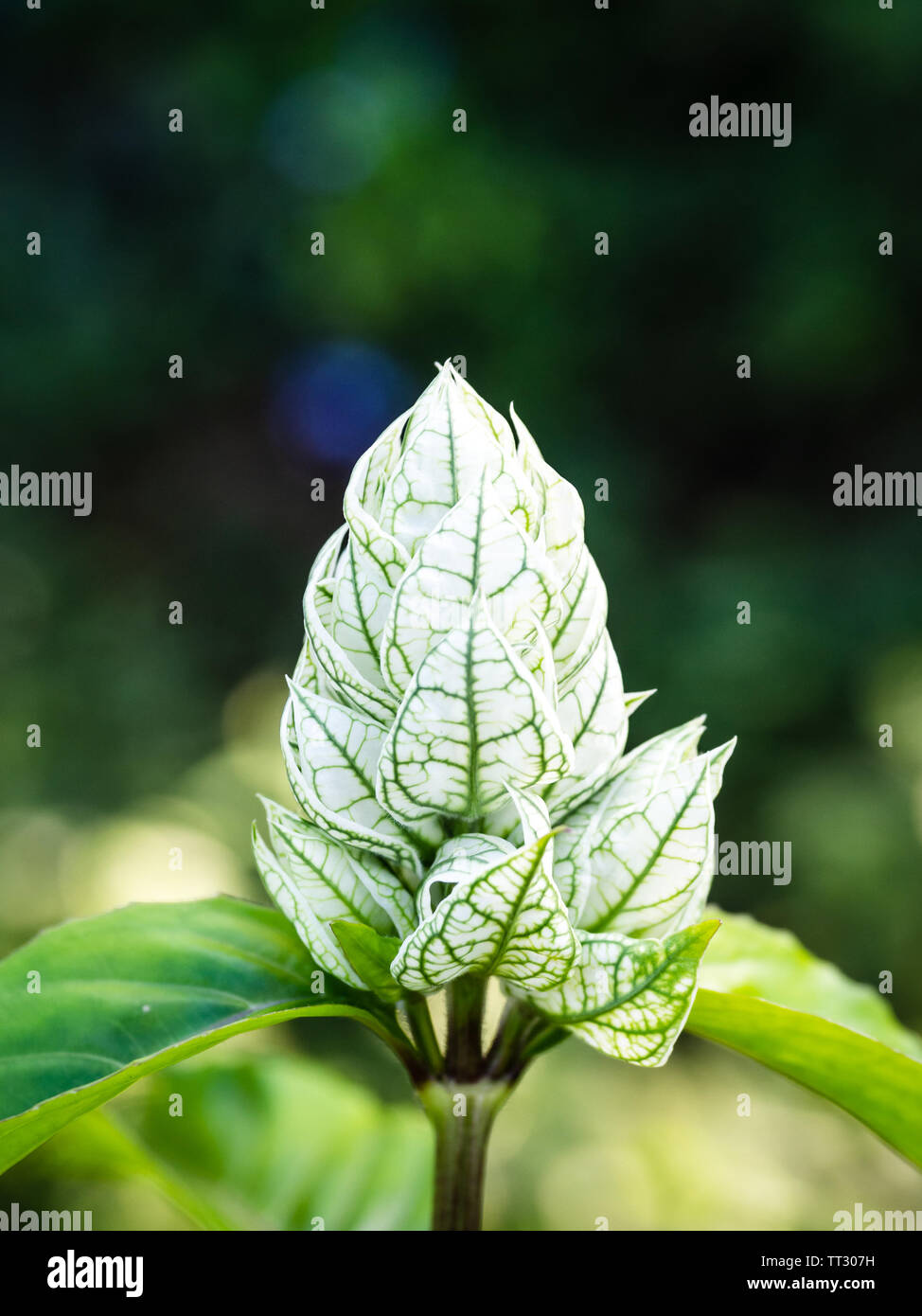 Durban botanic gardens south africa hi-res stock photography and images ...