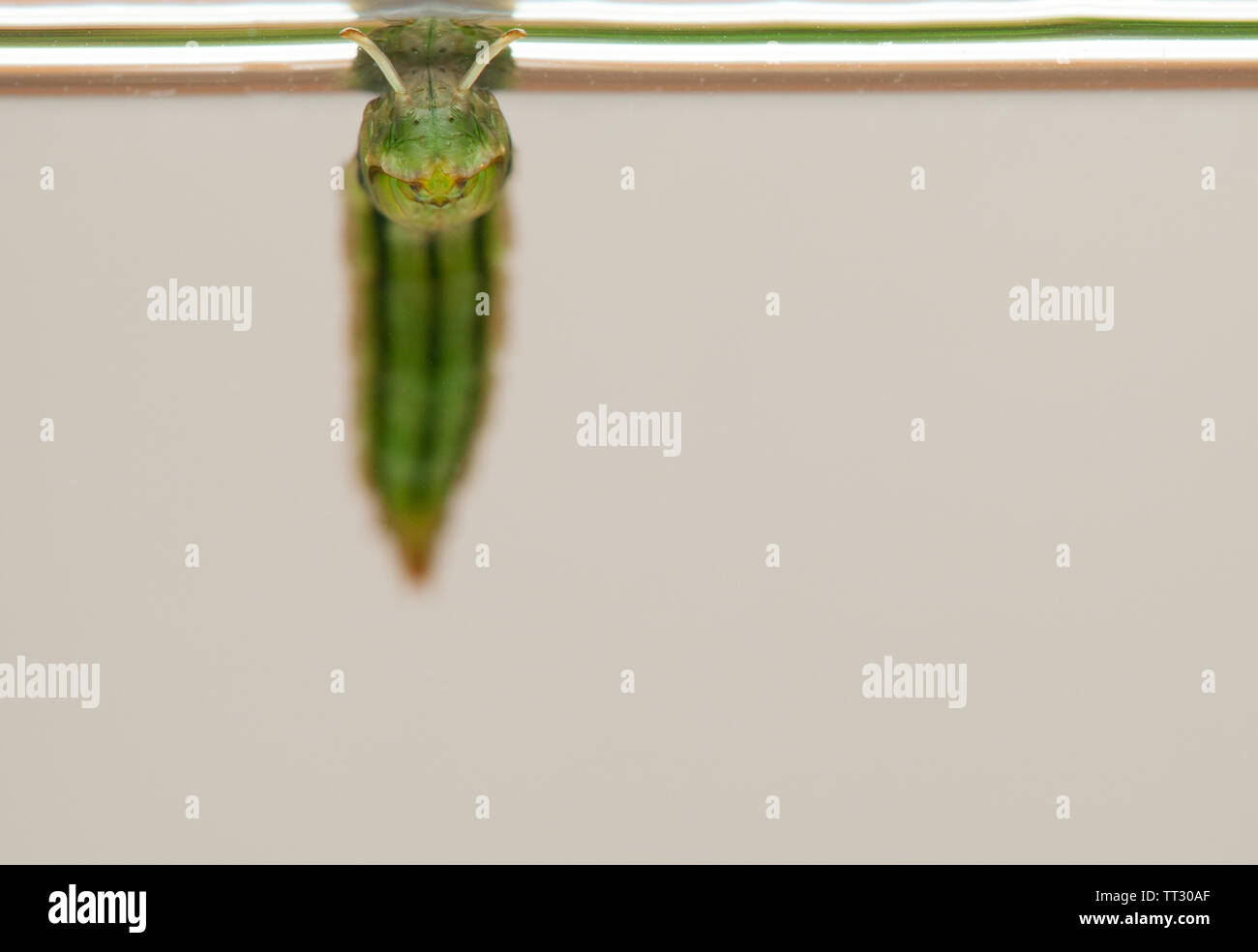 Cranefly pond hi-res stock photography and images - Alamy