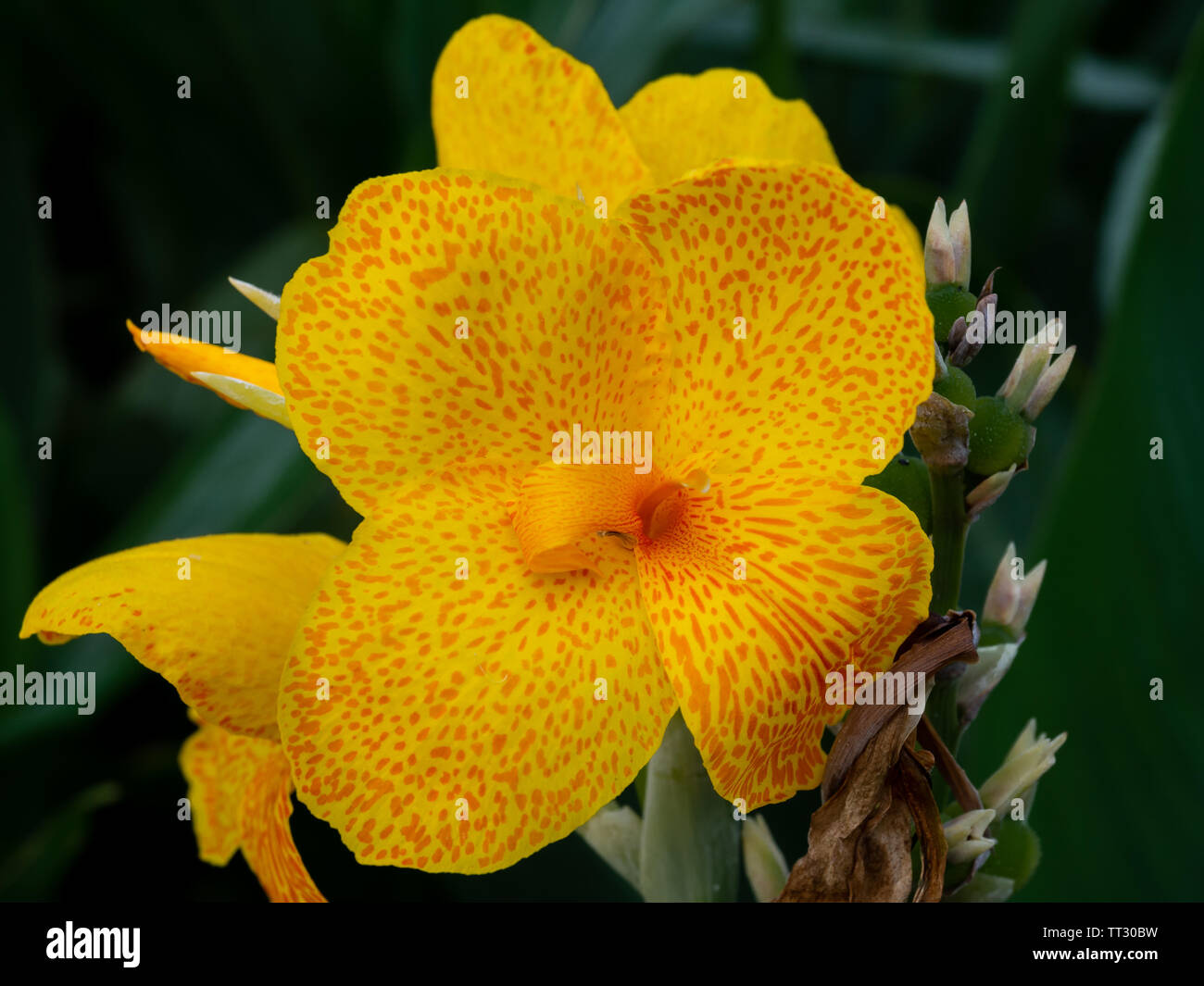 Durban botanic gardens south africa hi-res stock photography and images ...