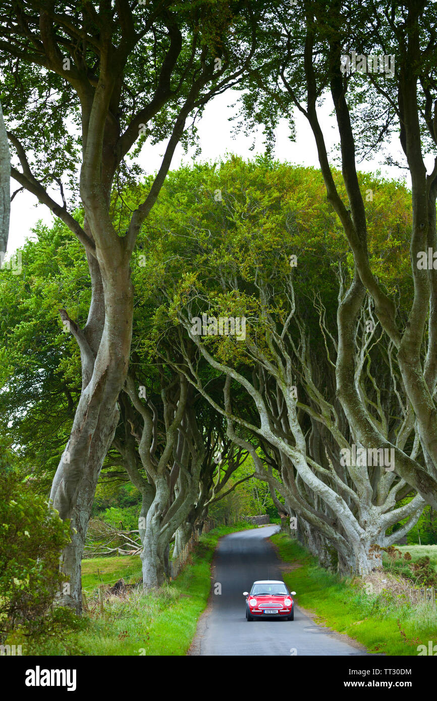 The Dark Hedges. Ballymoney Countryside. Antrim County, Northern ...