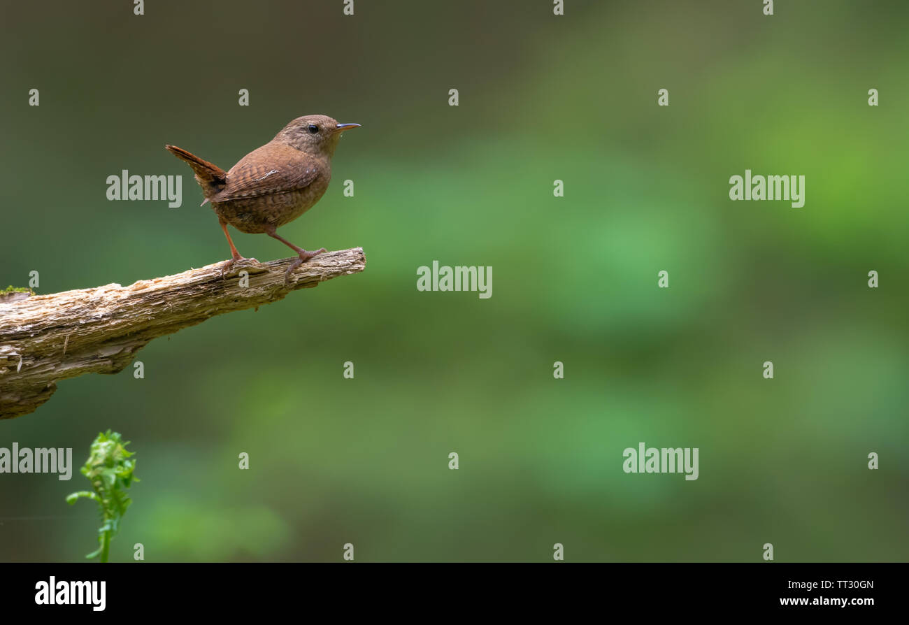 Minimalist Eurasian wren simple posing without anything Stock Photo - Alamy