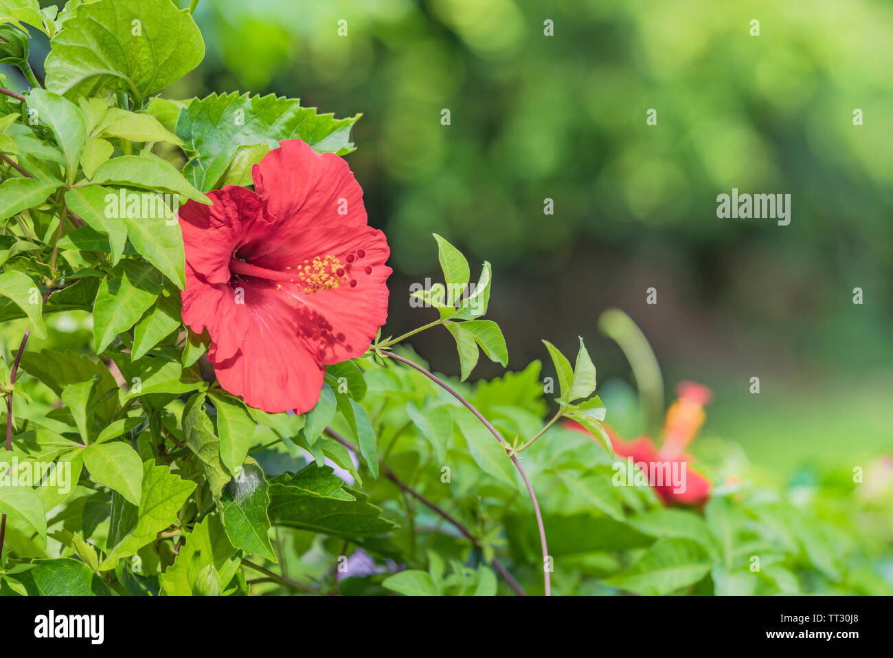 Red hibiscus blooming flower on a beach of Naha City in Okinawa island ...