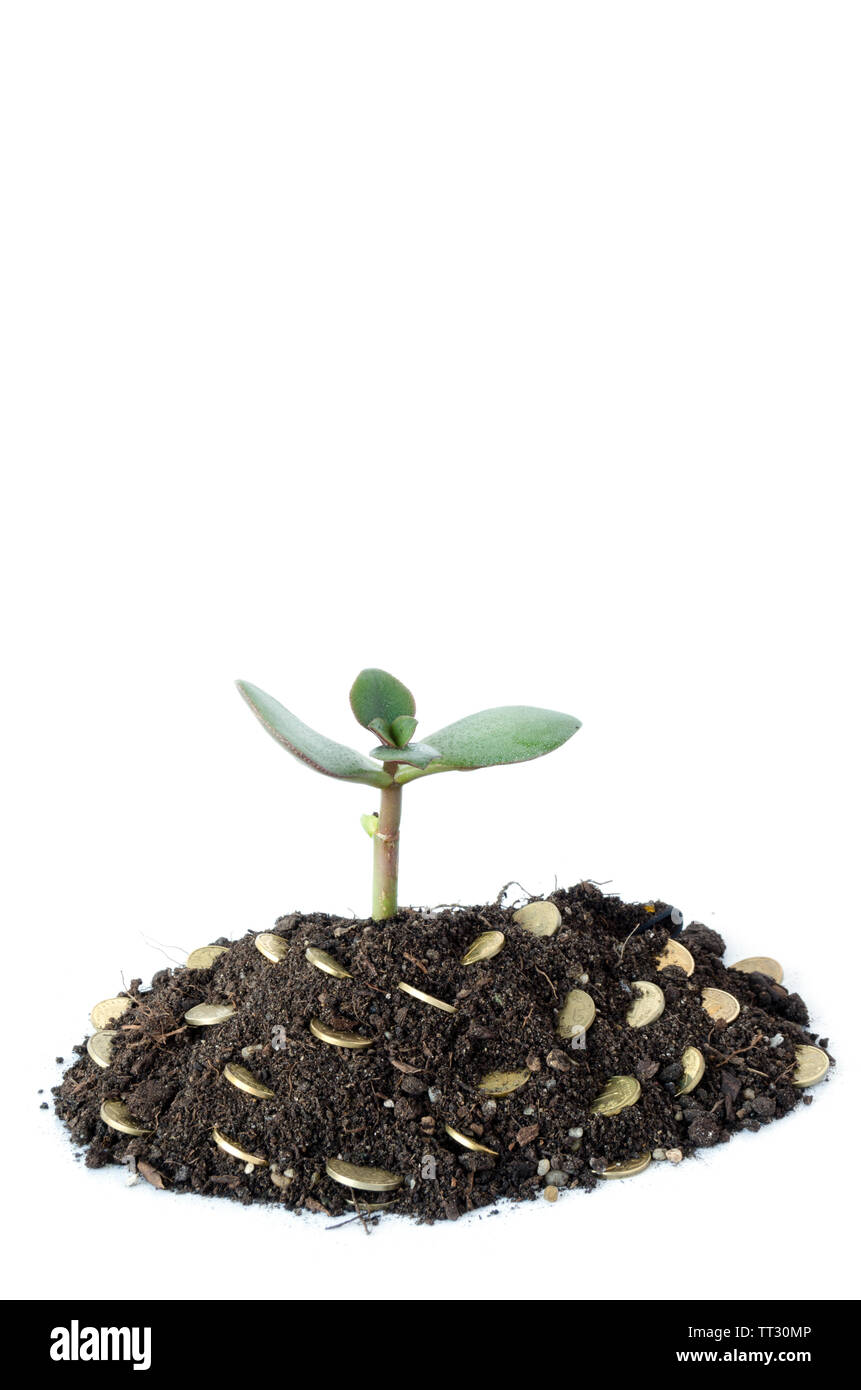 Money tree sprout sprouted from the ground with coins on white ...