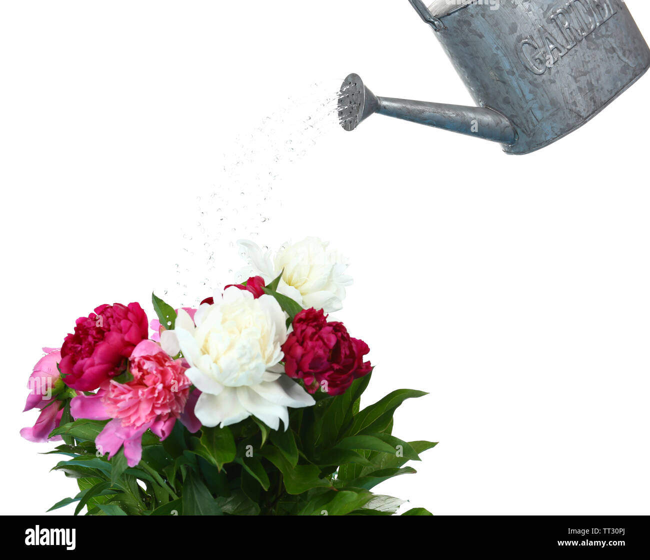 Water can watering flowers isolated on white Stock Photo - Alamy