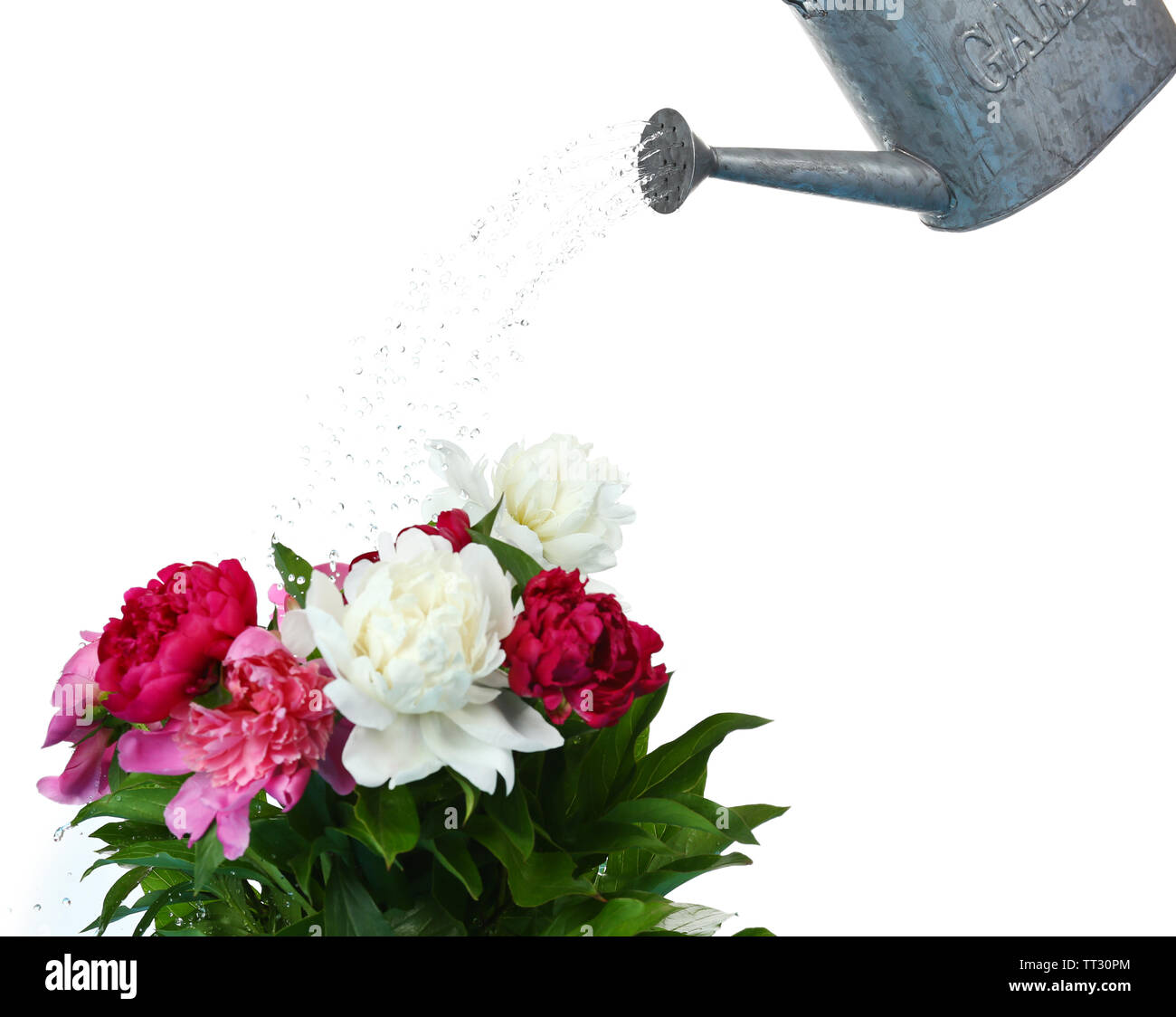 Water can watering flowers isolated on white Stock Photo - Alamy