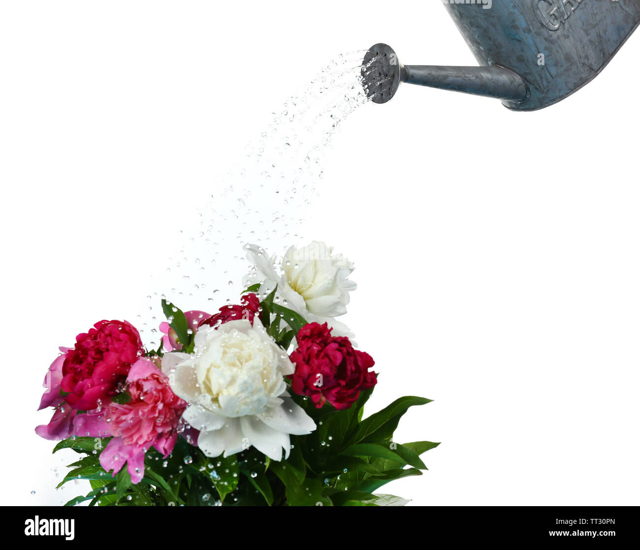 Water can watering flowers isolated on white Stock Photo - Alamy