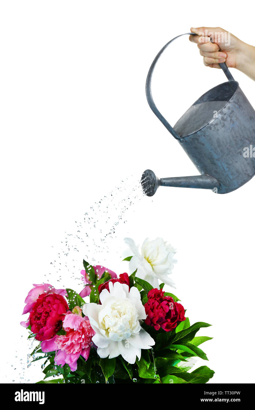 Water can watering flowers isolated on white Stock Photo - Alamy