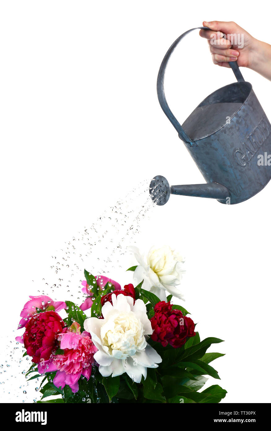 Water can watering flowers isolated on white Stock Photo - Alamy