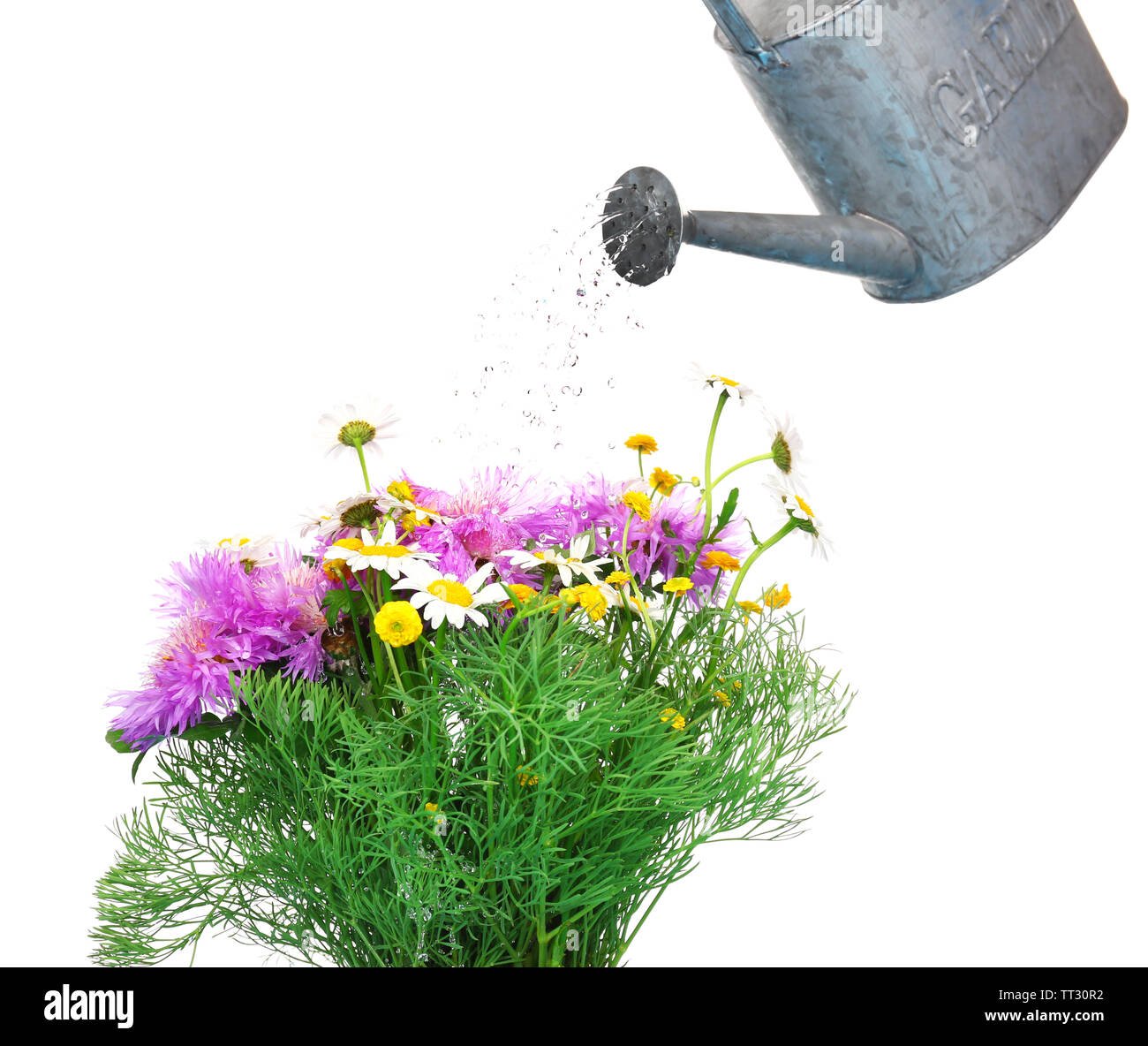 Water can watering flowers isolated on white Stock Photo - Alamy