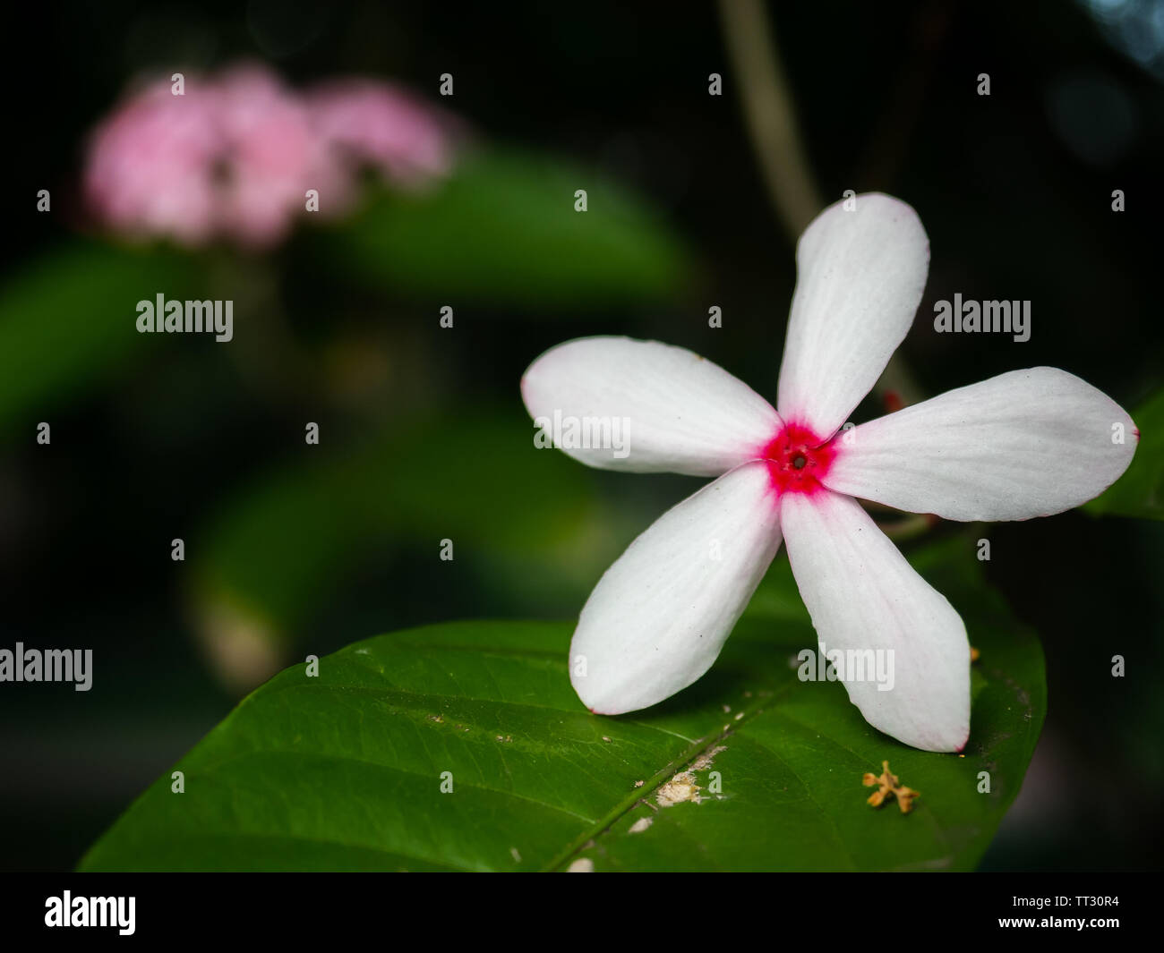 Durban botanic gardens south africa hi-res stock photography and images ...