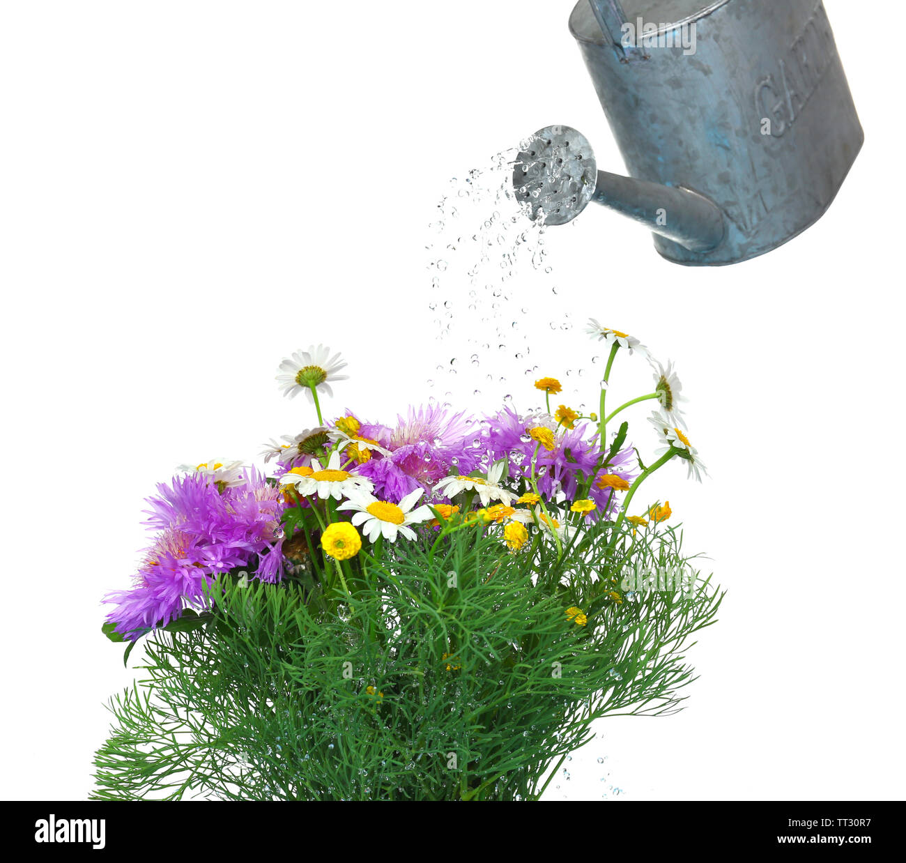 Water can watering flowers isolated on white Stock Photo - Alamy