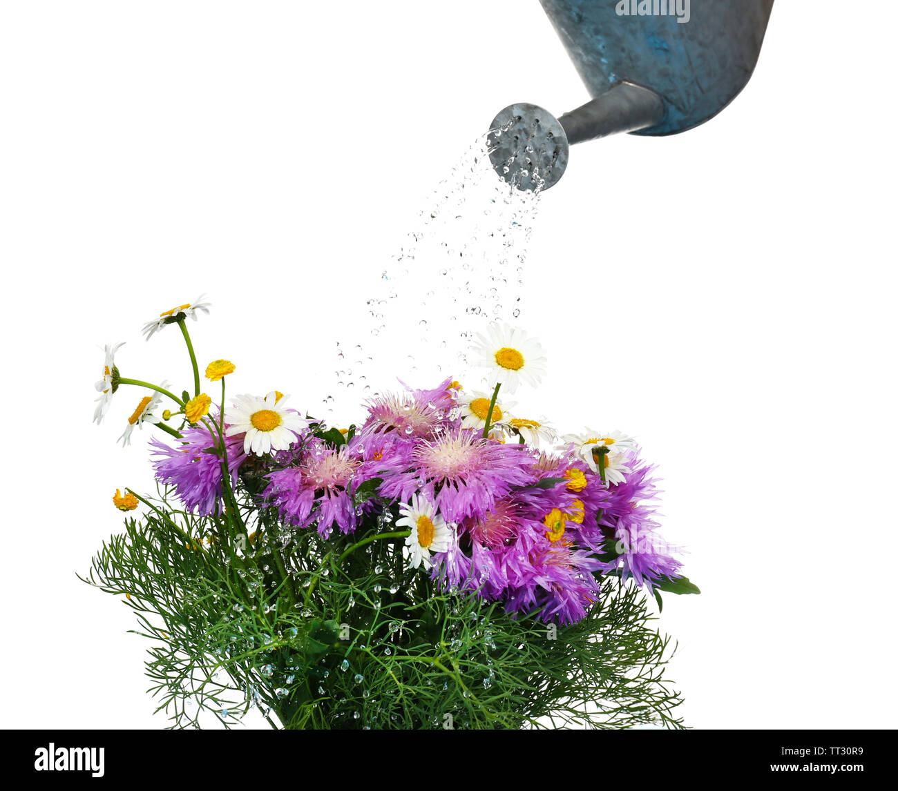 Water can watering flowers isolated on white Stock Photo - Alamy