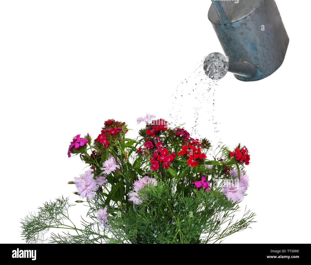 Water can watering flowers isolated on white Stock Photo - Alamy