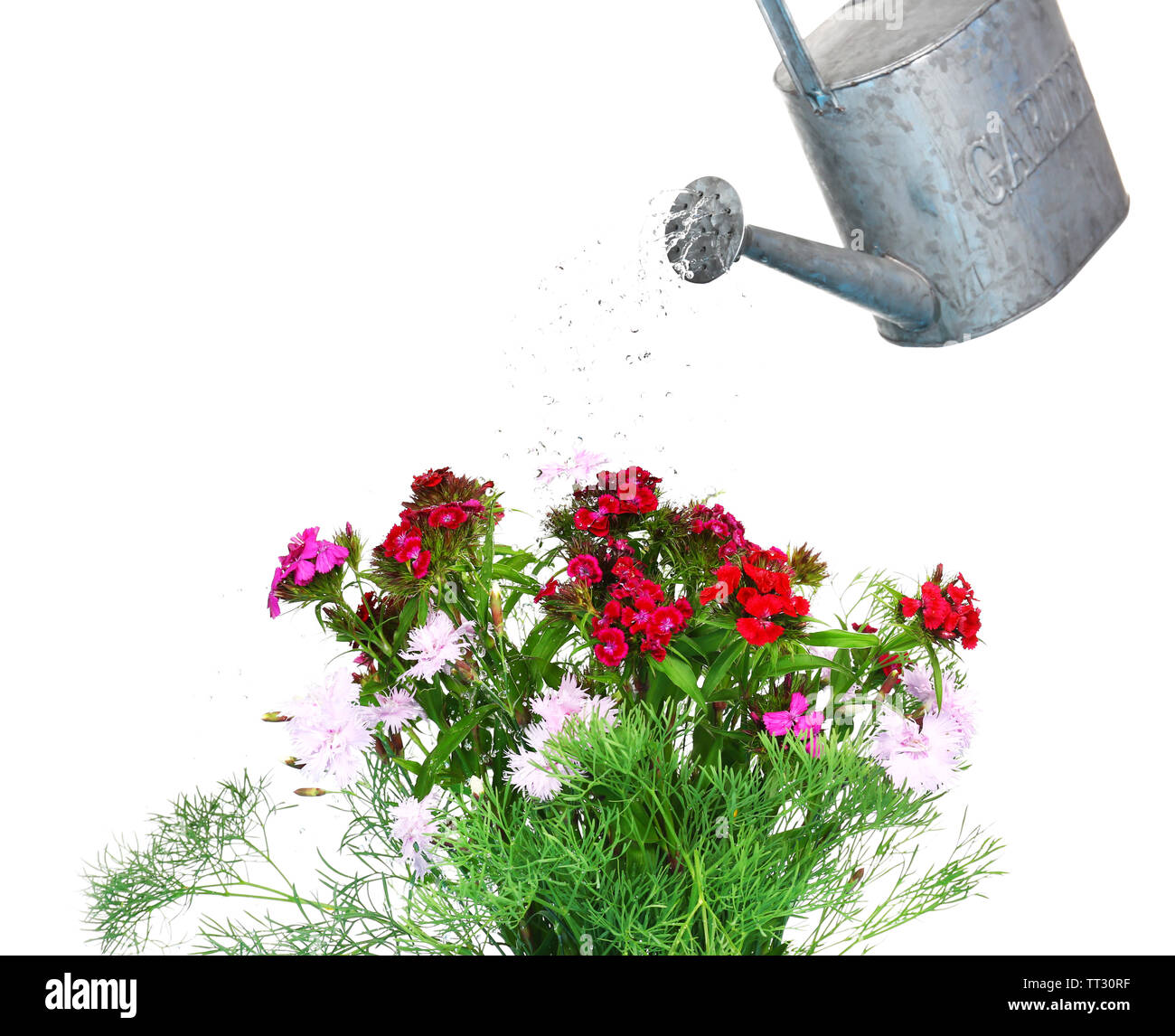 Water can watering flowers isolated on white Stock Photo - Alamy