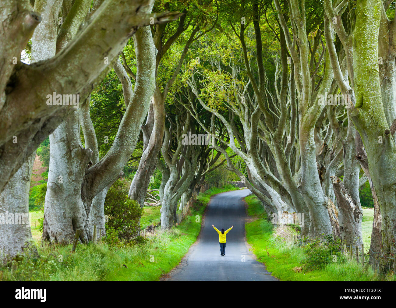 The Dark Hedges. Ballymoney Countryside. Antrim County, Northern ...