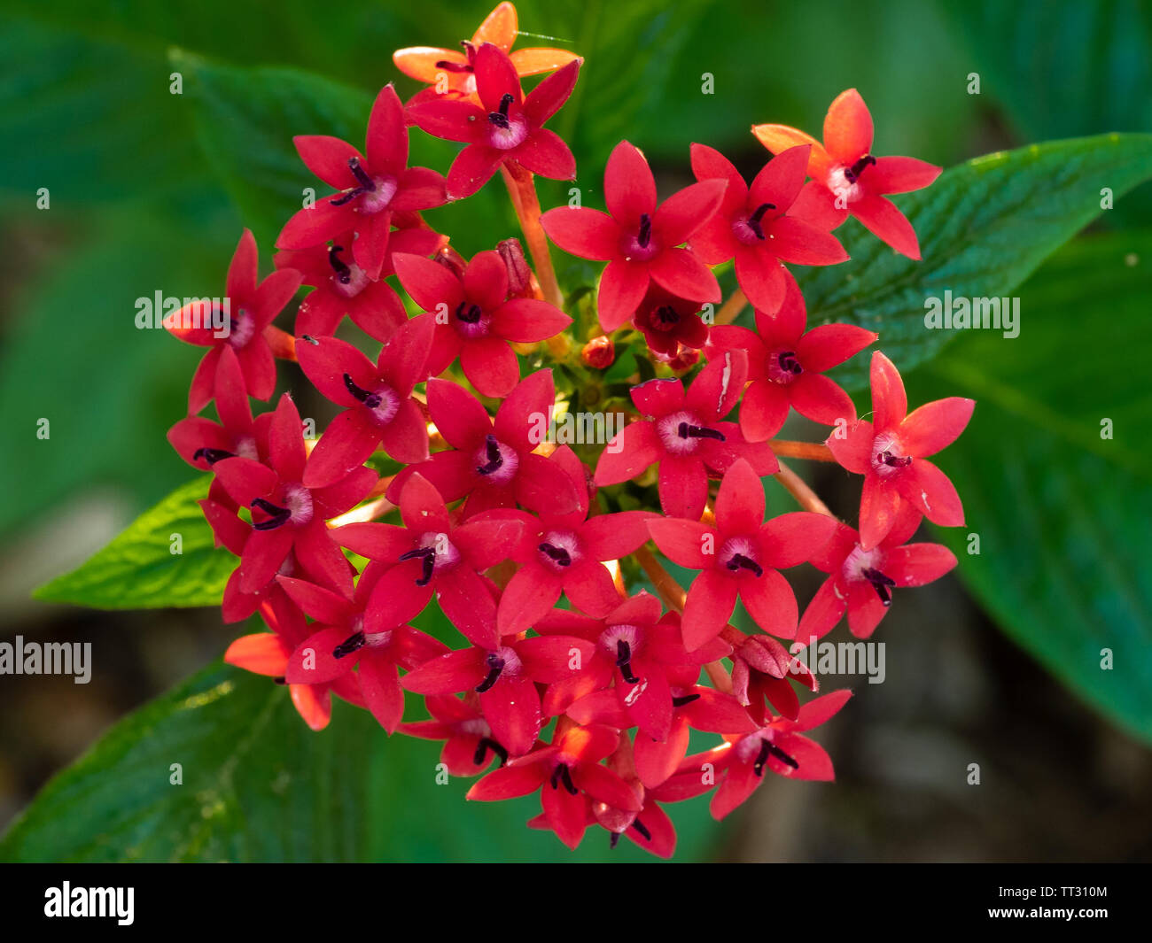 Durban south africa botanical garden hi-res stock photography and ...