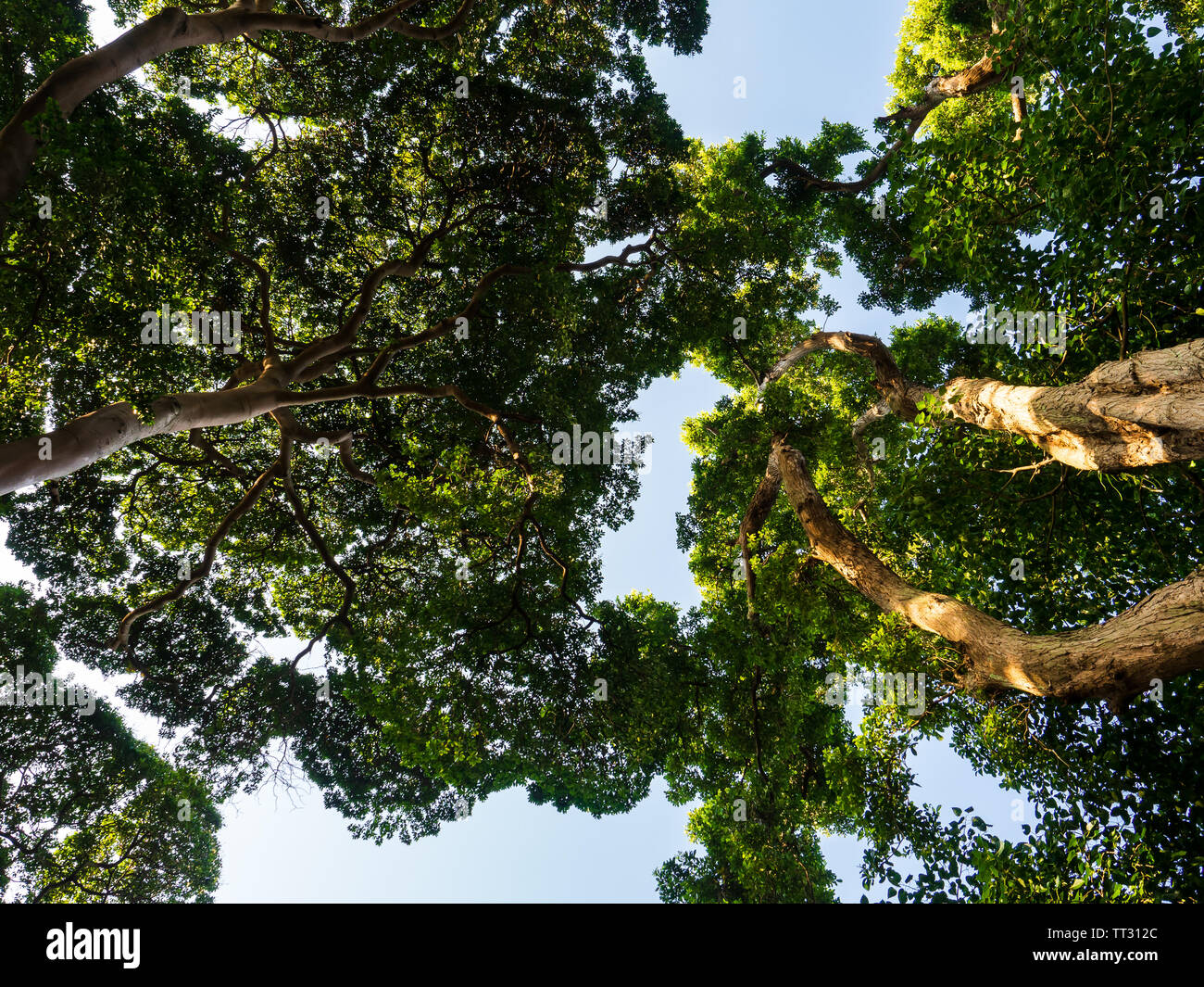 Durban botanic gardens south africa hi-res stock photography and images ...