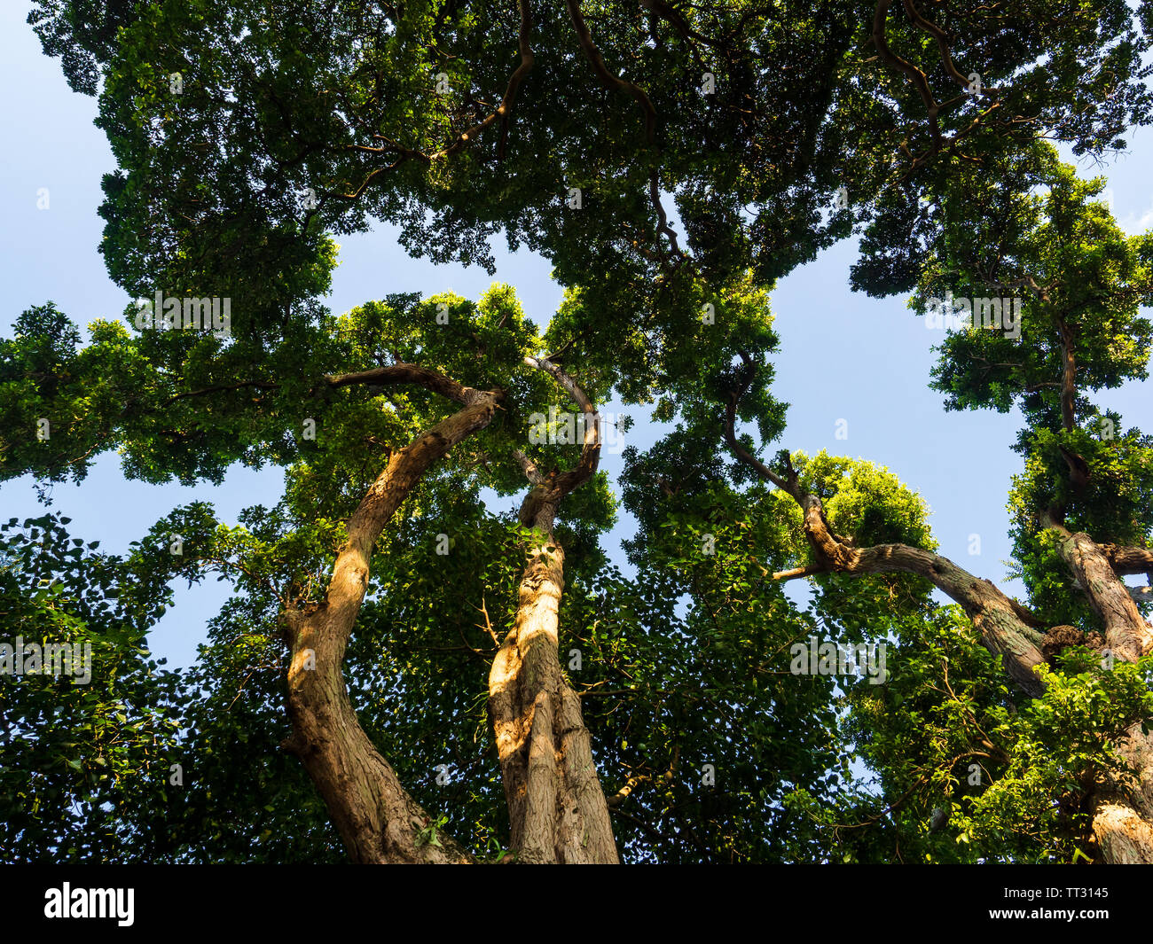 Durban botanic gardens south africa hi-res stock photography and images ...