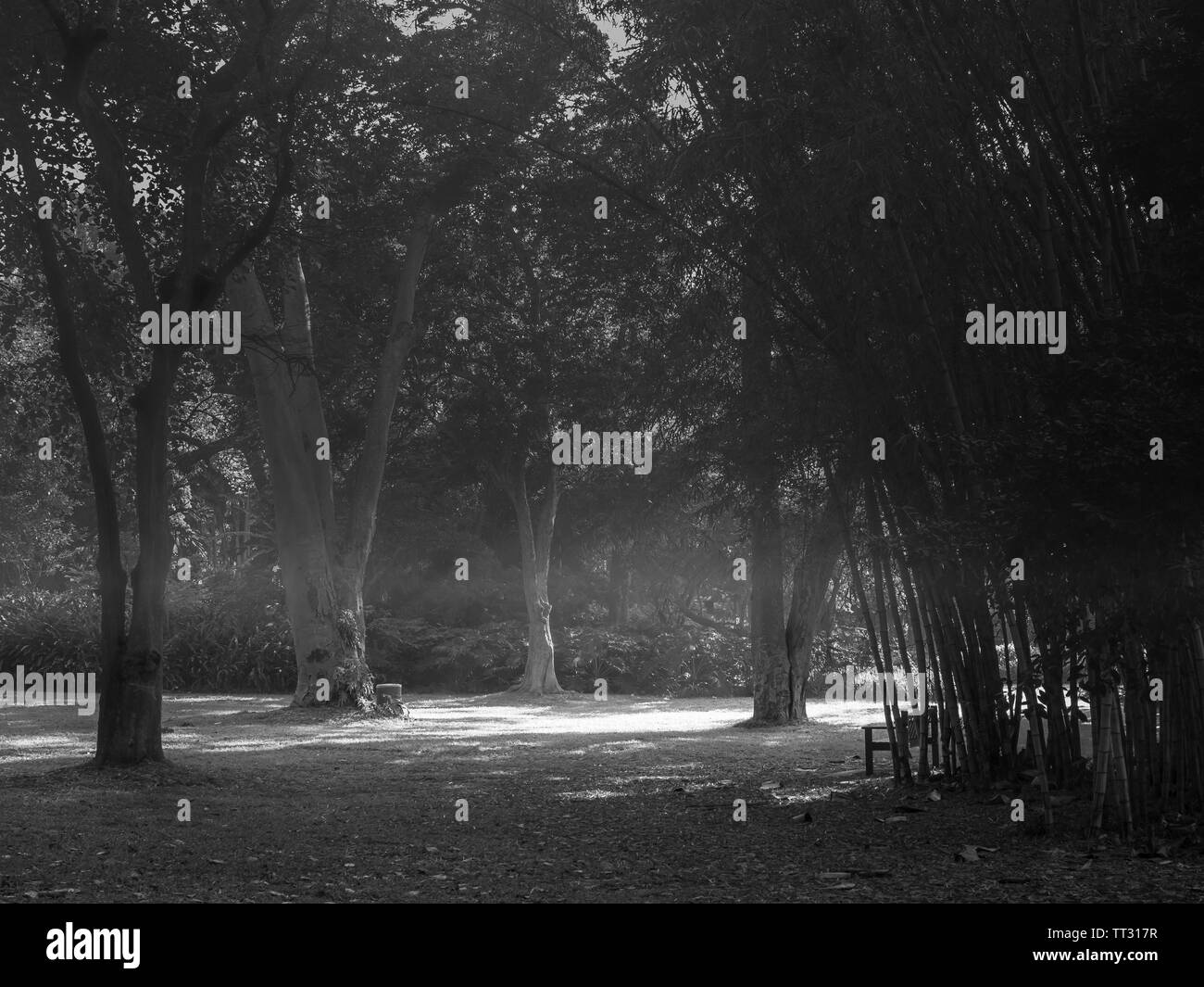 Durban botanic gardens durban Black and White Stock Photos & Images - Alamy