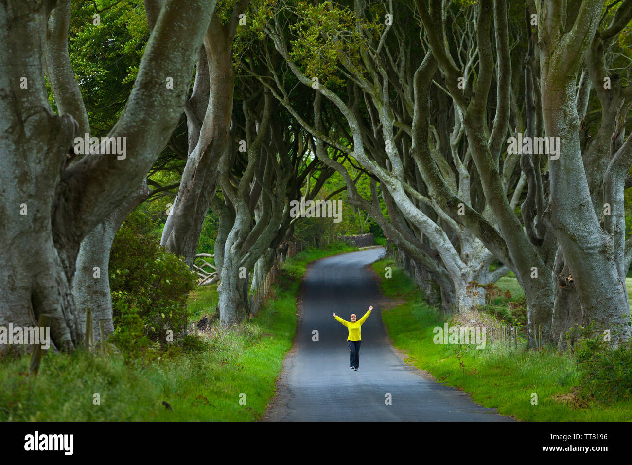 The Dark Hedges. Ballymoney Countryside. Antrim County, Northern ...