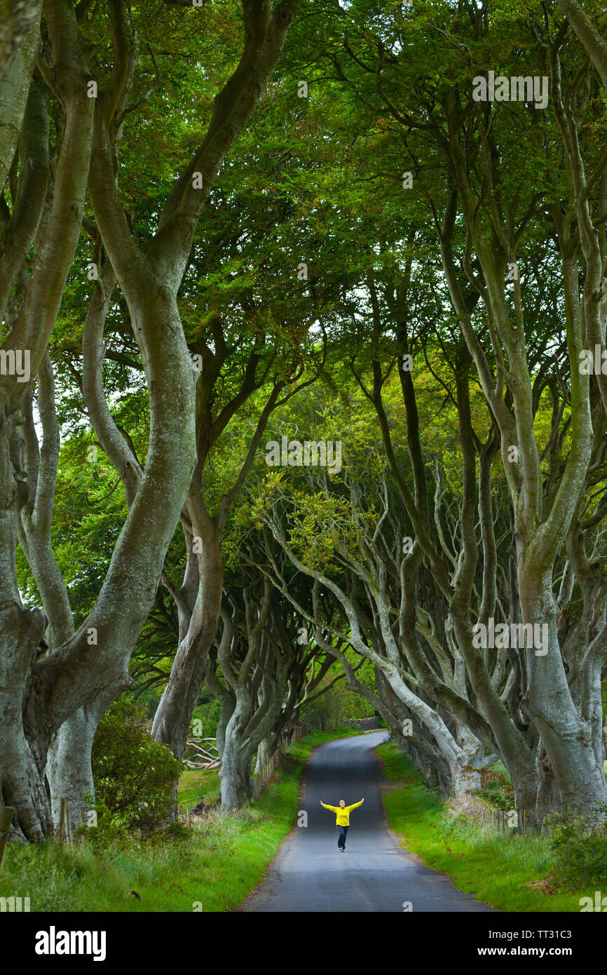 The Dark Hedges. Ballymoney Countryside. Antrim County, Northern ...